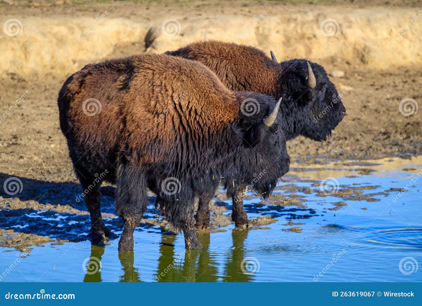 A Look at a Bison in the Middle of Germany Stock Image - Image of park ...