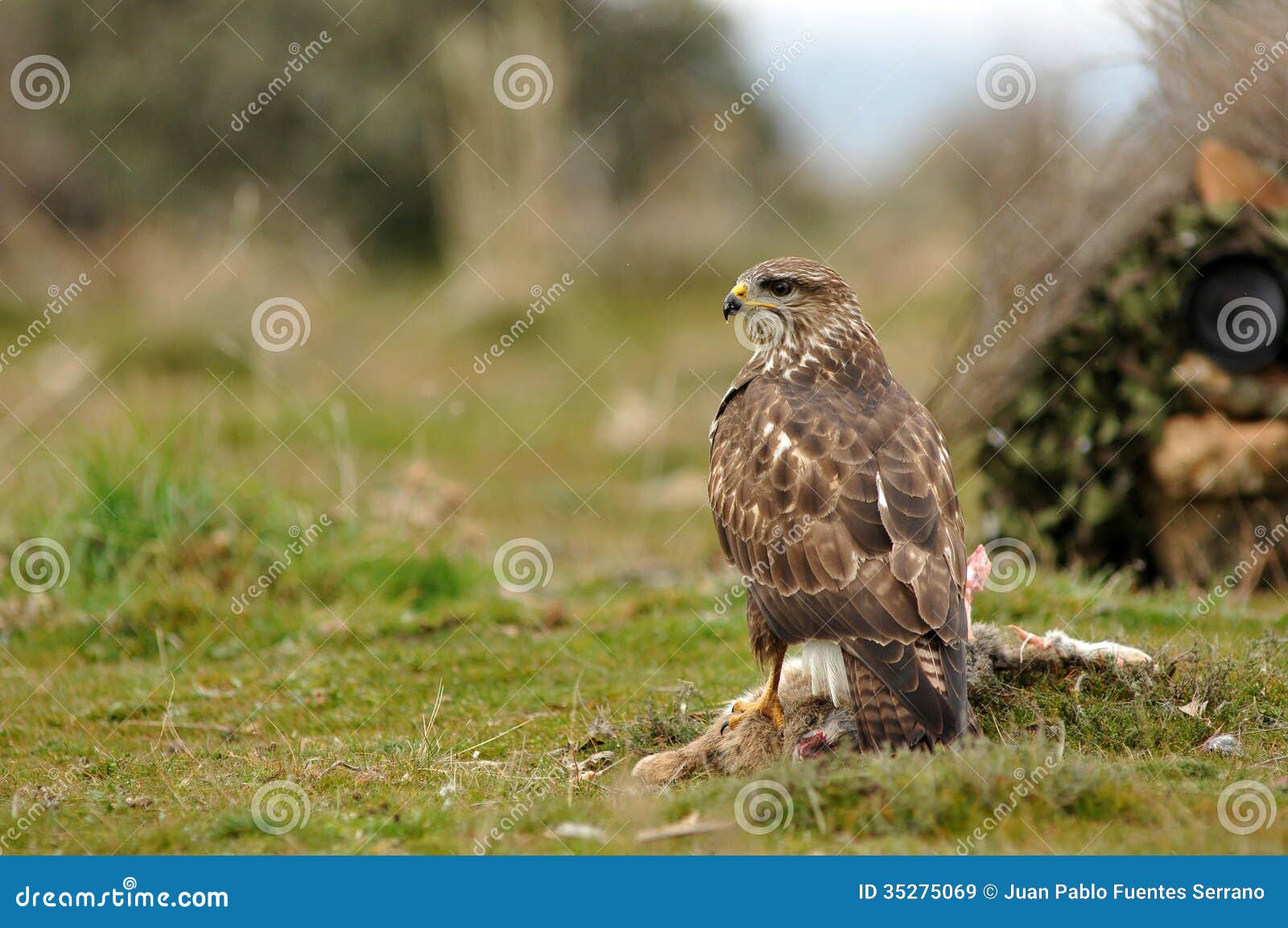 Look of the Buzzard with the Camera at the Bottom Stock Image - Image ...
