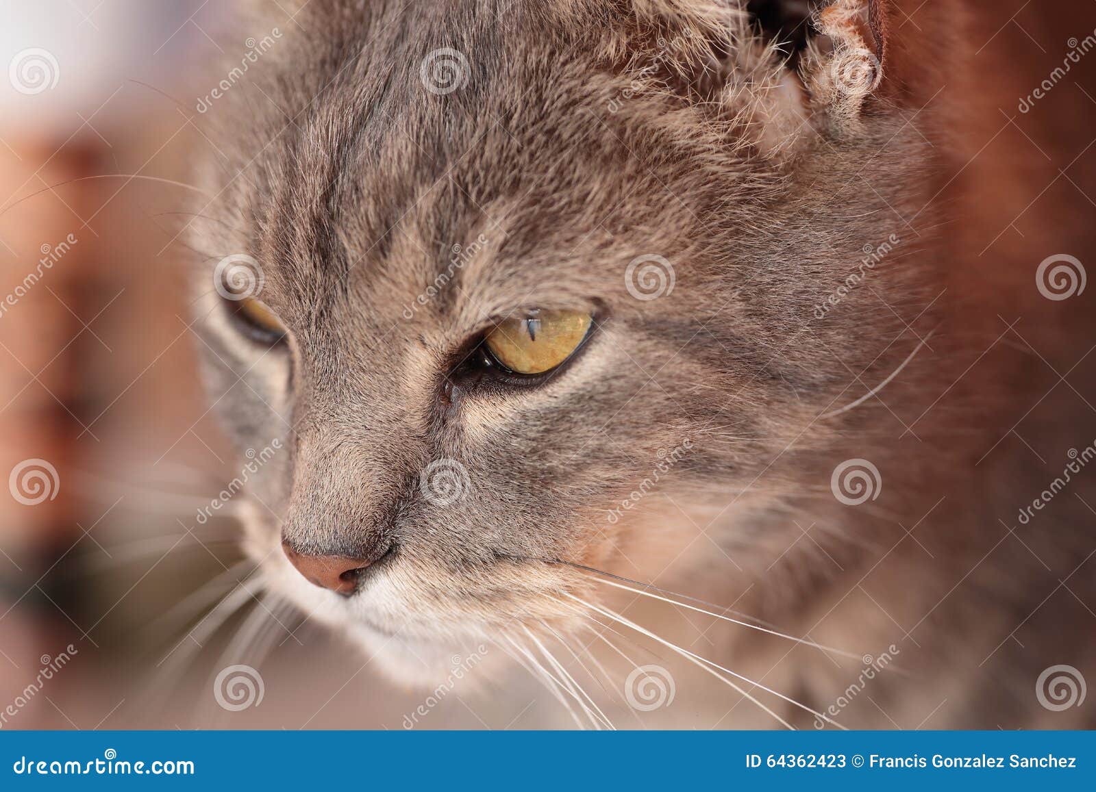 Look of a cat stock image. Image of background, kitten - 64362423