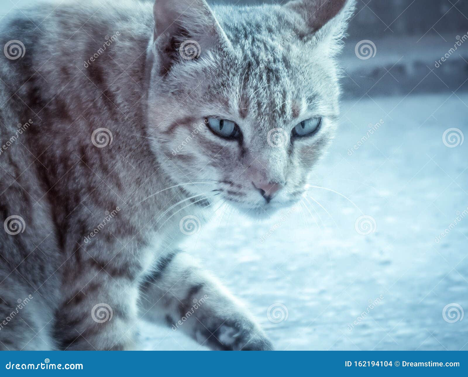 Look caty stock photo. Image of feel, wild, look, anger - 162194104