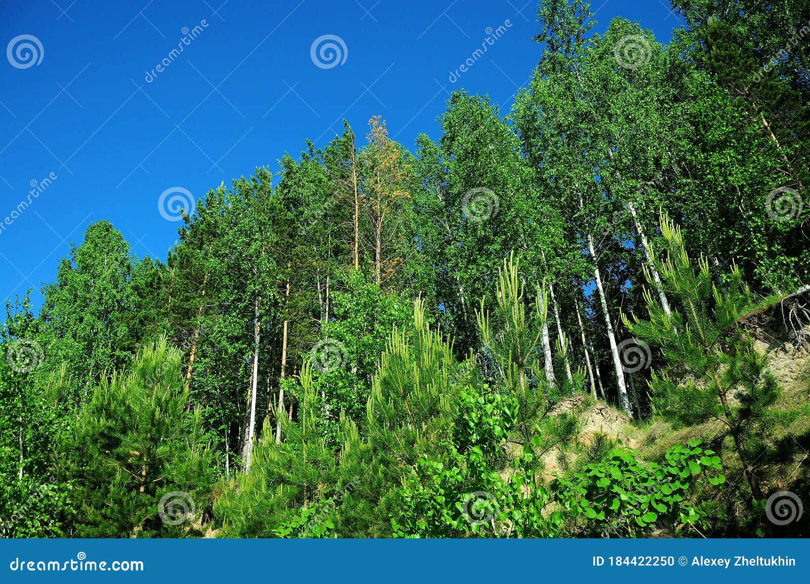 A Look at the Clear Blue Sky through Tree Trunks in Green Foliage Stock ...