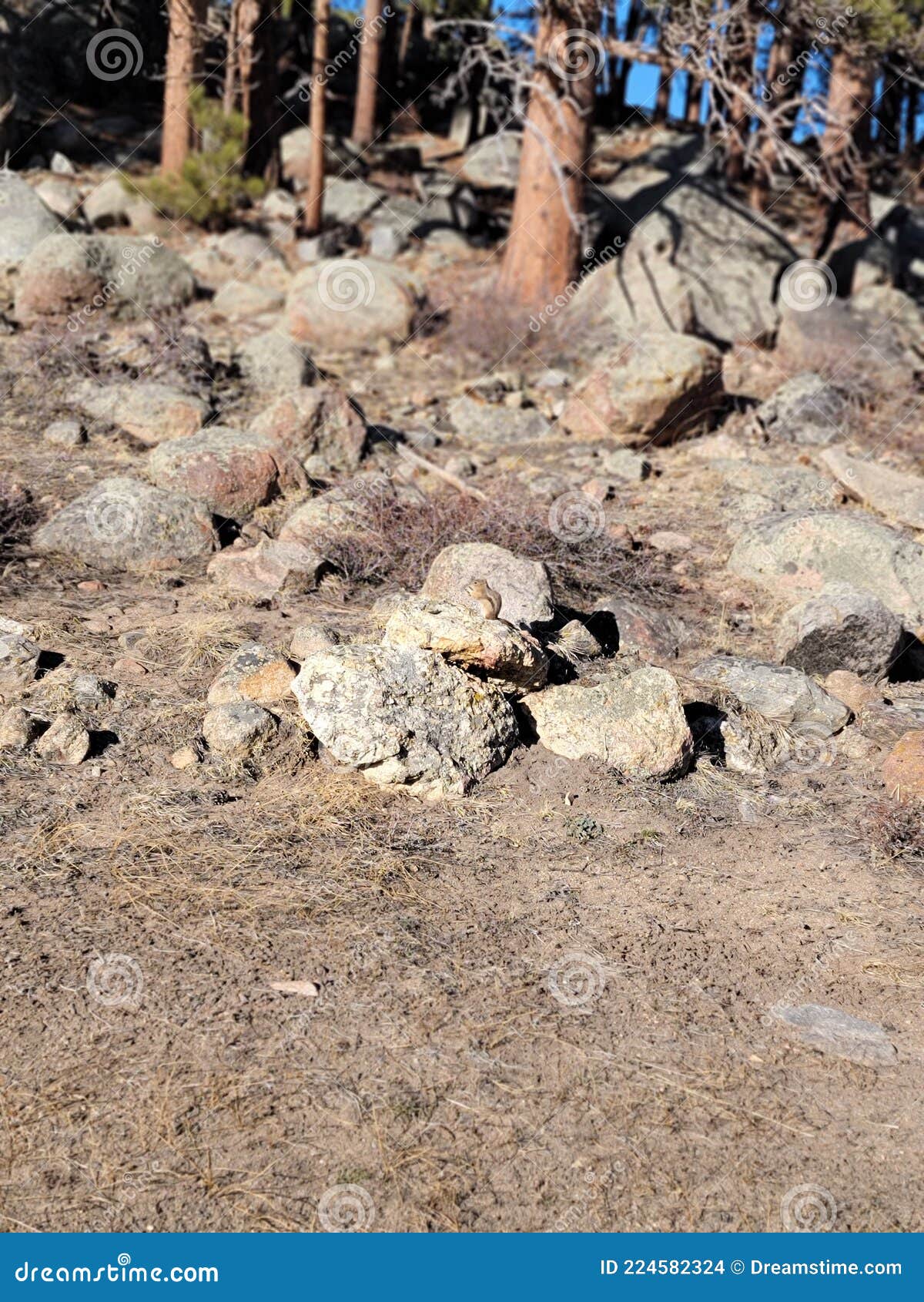 Look closely stock photo. Image of wildlife, soil, nature - 224582324