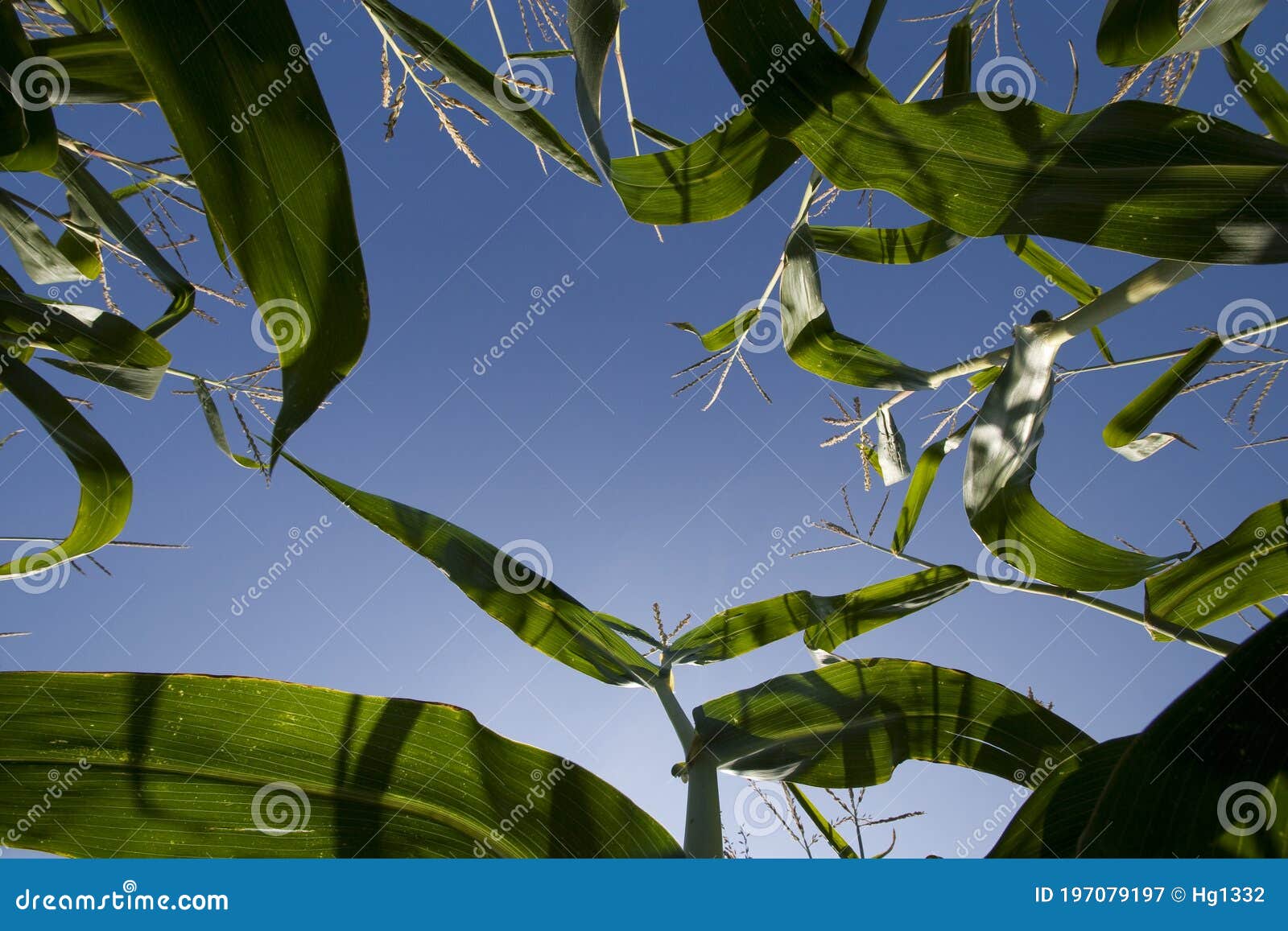 A Cornfield View from Below Stock Image - Image of plant, beautiful ...