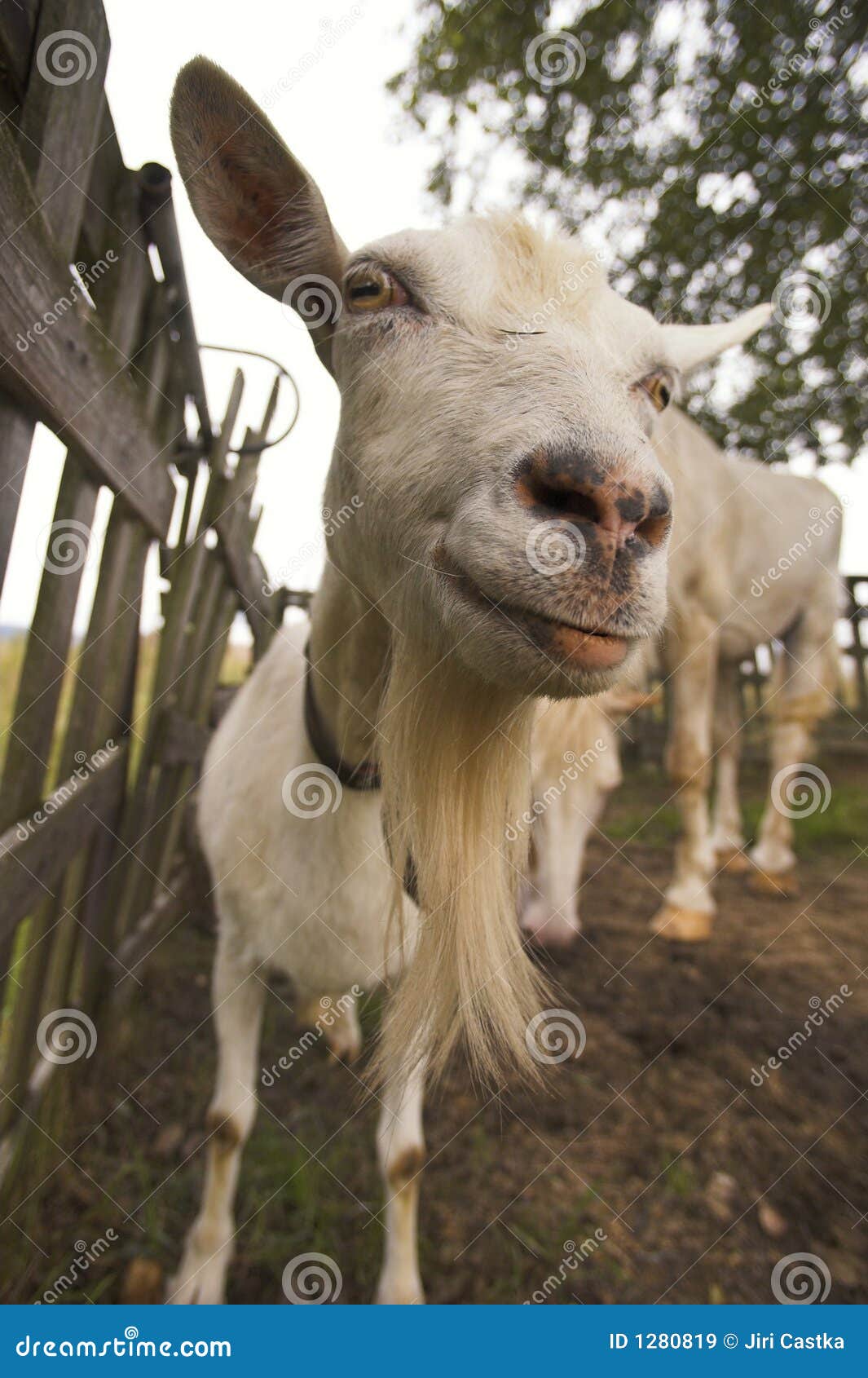 Look of crazy white goat stock image. Image of green, mammal - 1280819