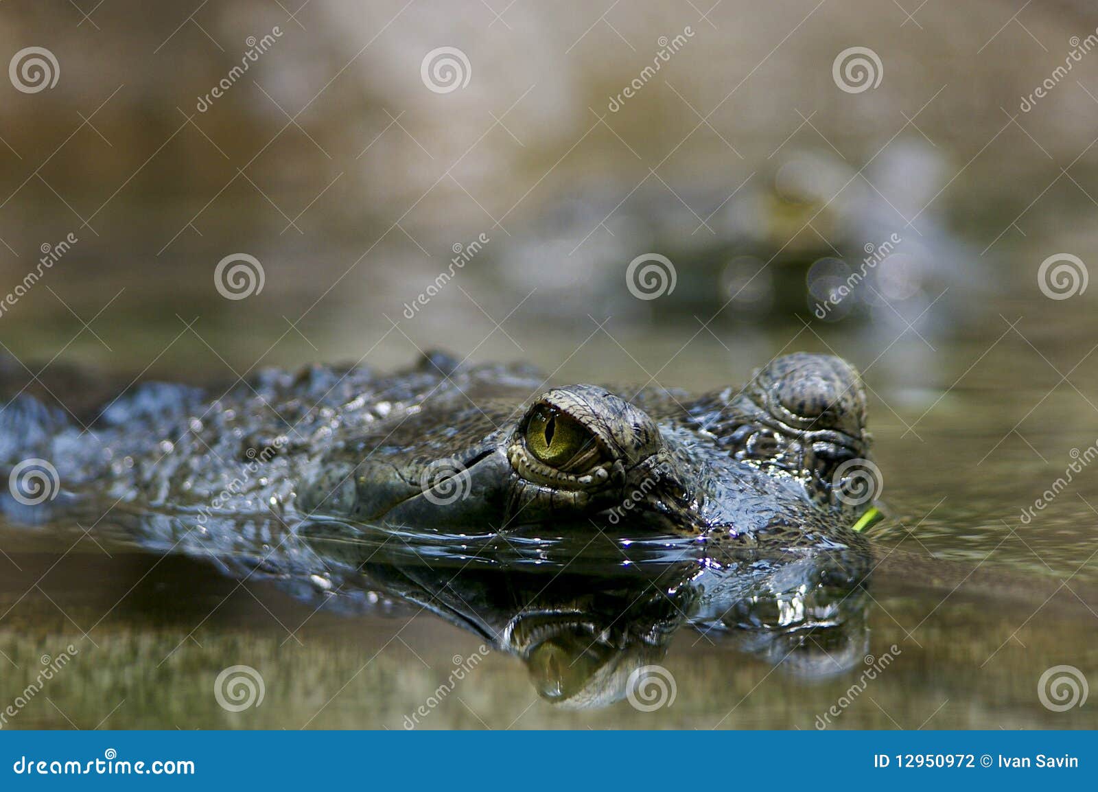 Look of a crocodile stock photo. Image of terrarium, look - 12950972
