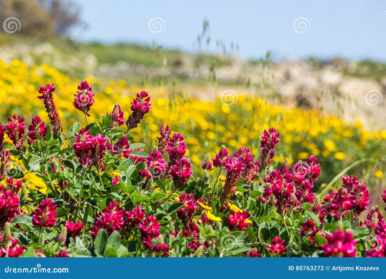 Look deep into nature stock photo. Image of meadows, europe - 80763272
