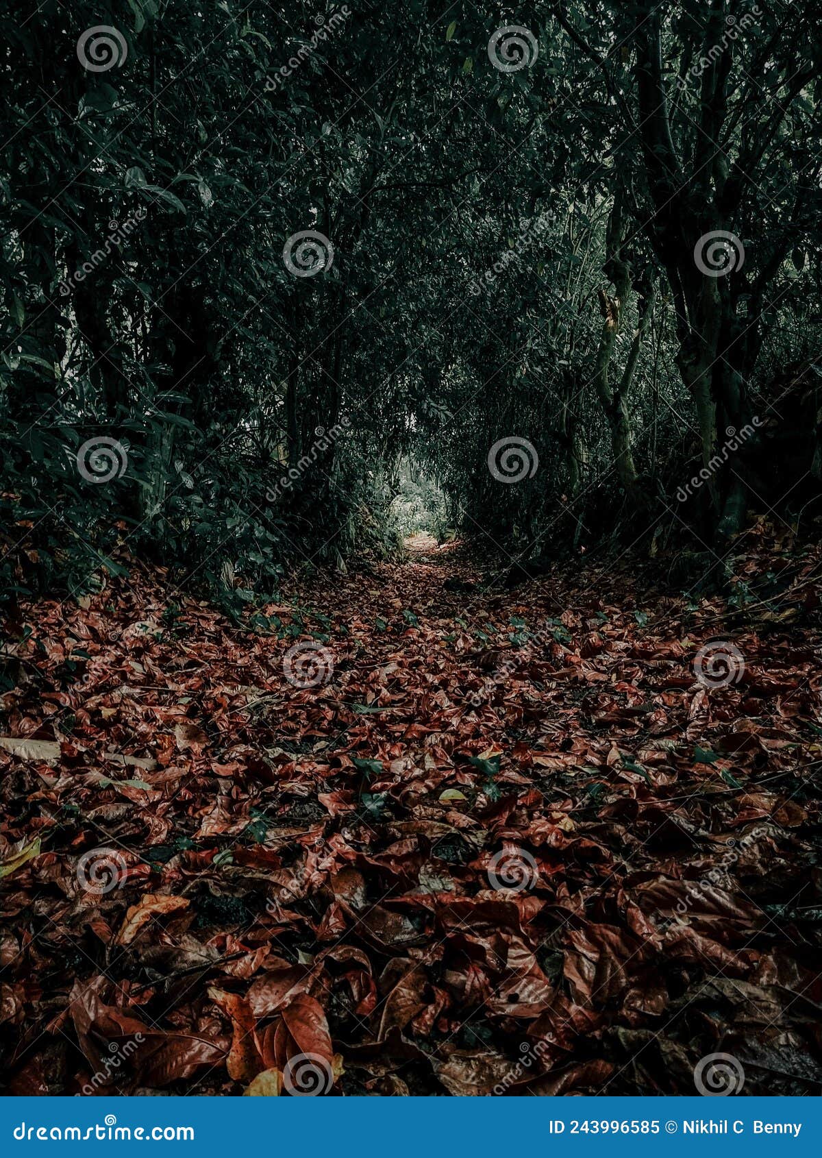 Look Deep into Nature, into the Wild, Forest Stock Image - Image of ...