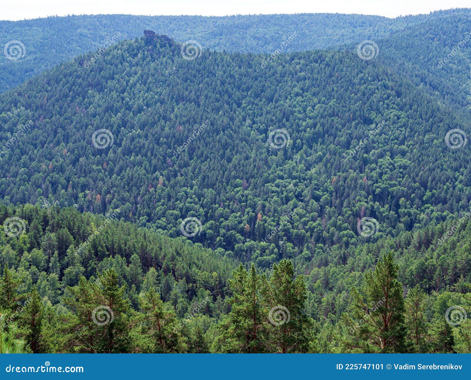 A Look at of a Dense Coniferous Forest. View from Above Stock Image ...