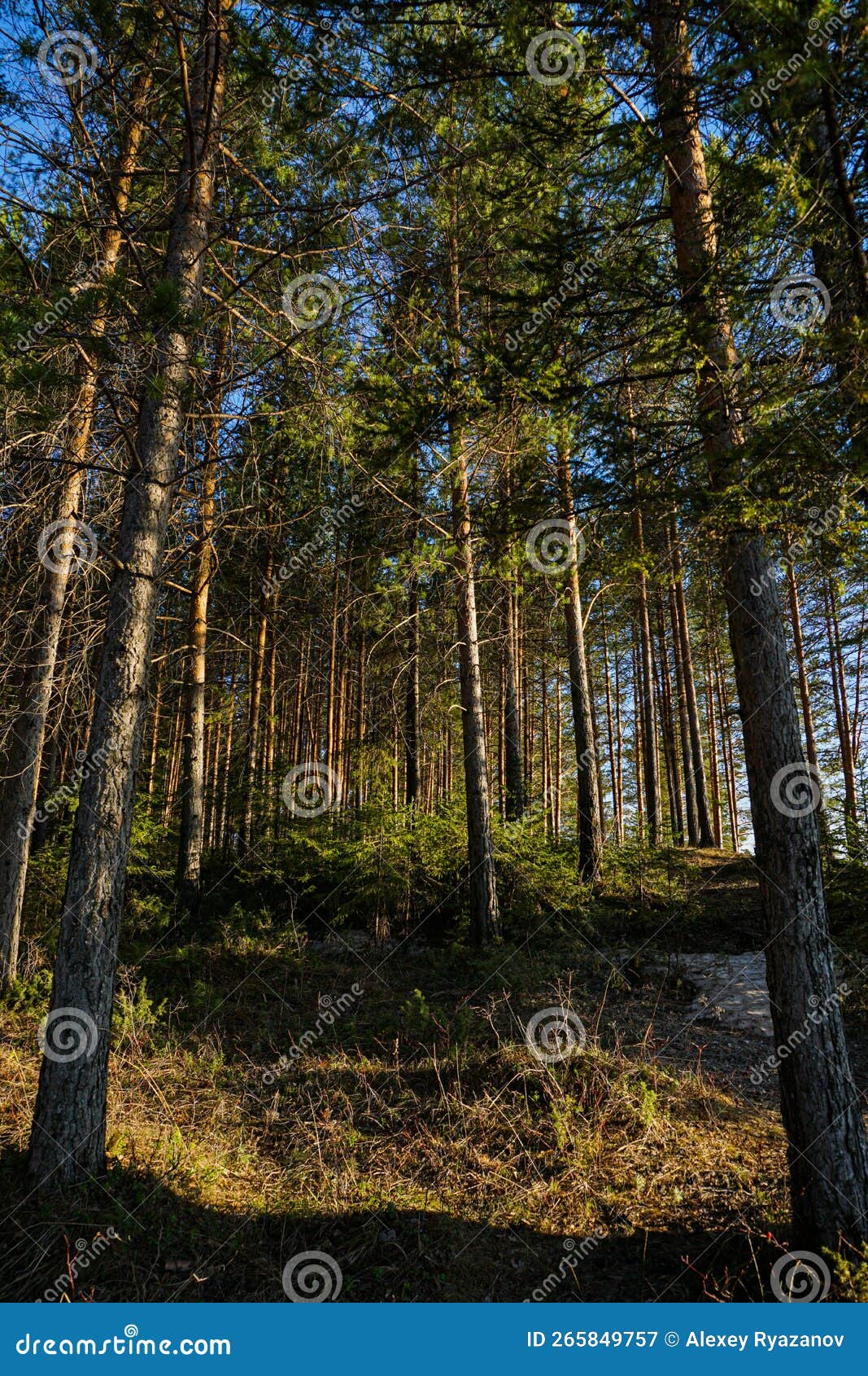 Look into the Depths of the Forest. Stock Image - Image of floating ...