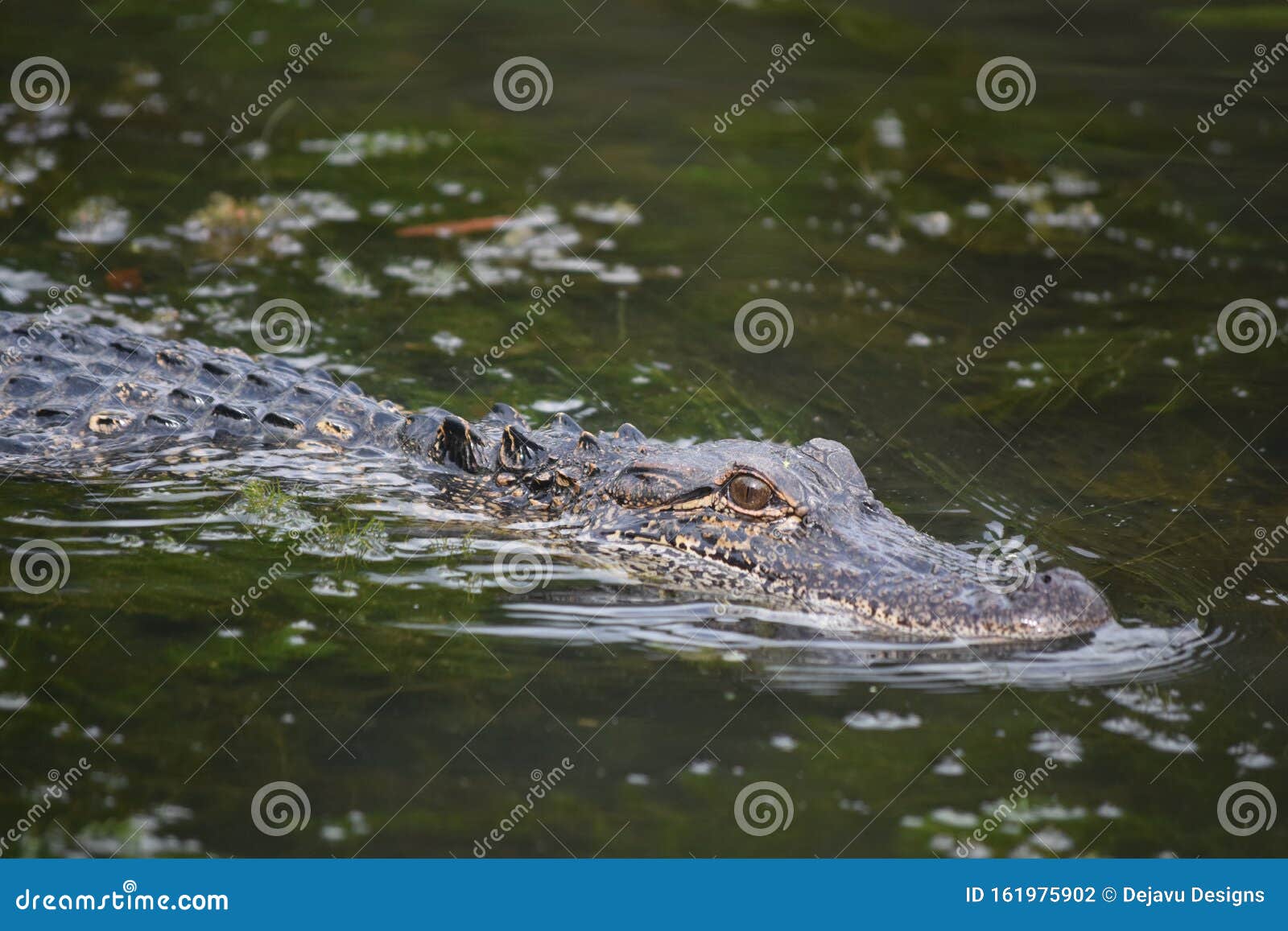 Looking Directly into the Face of a Predatory Alligator Stock Photo ...