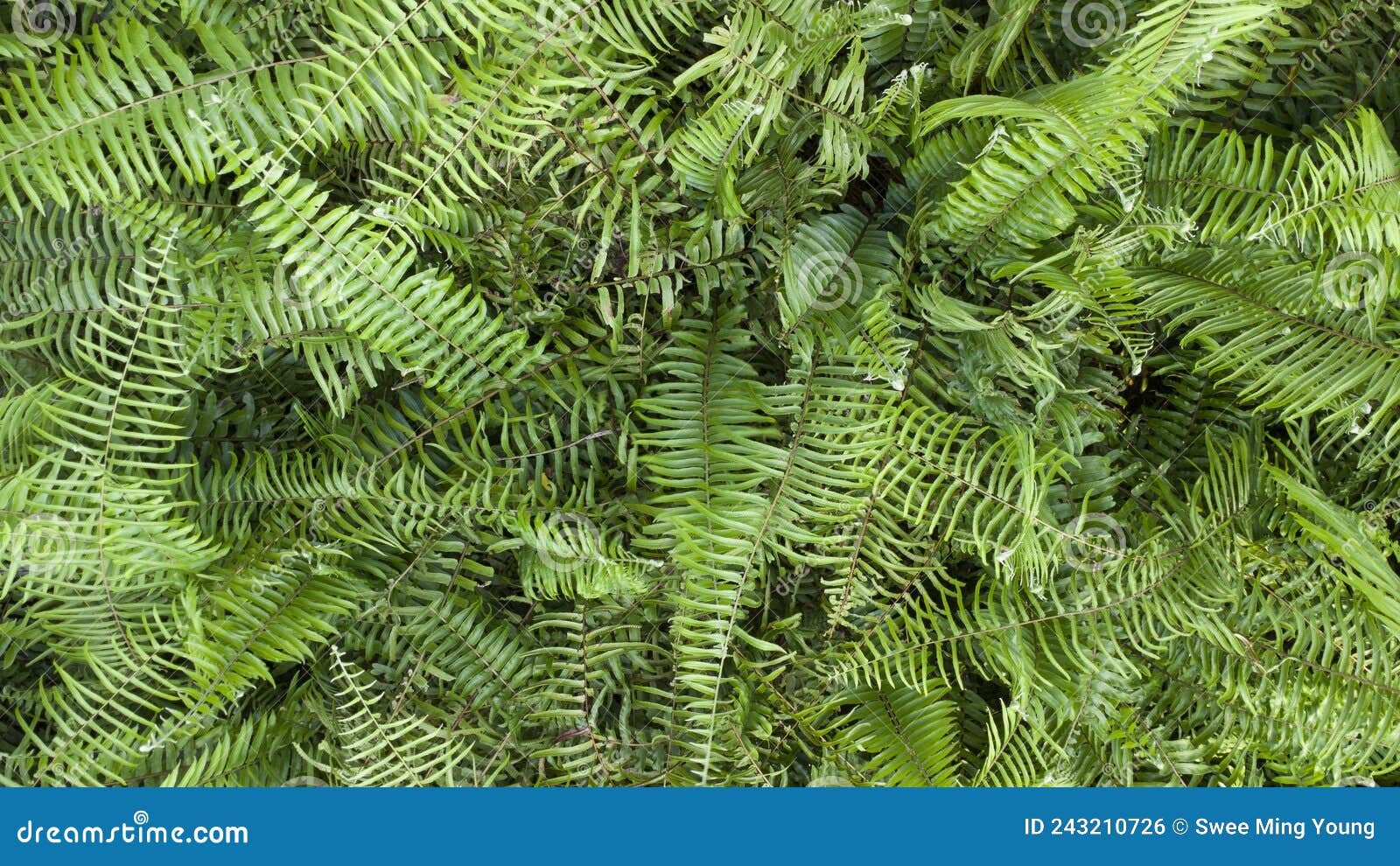 Look Down on Fiddlehead Fern Meadow from Above. Stock Photo - Image of ...