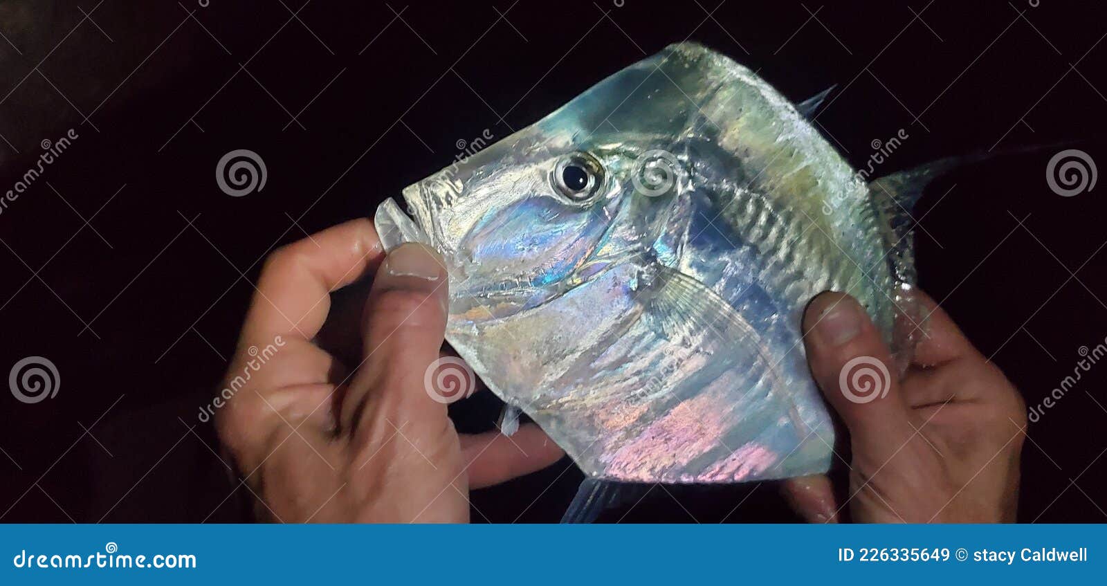 Look down fish stock image. Image of blue, hand, reptile - 226335649