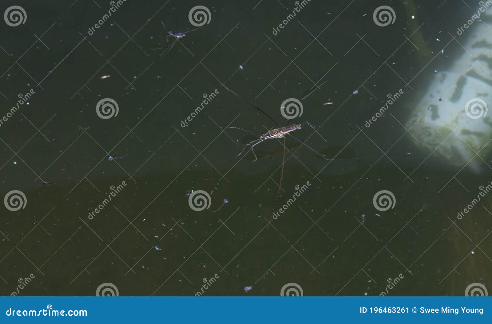 Wate Strider Insect Floating on the Surface of the Water Stock Image ...