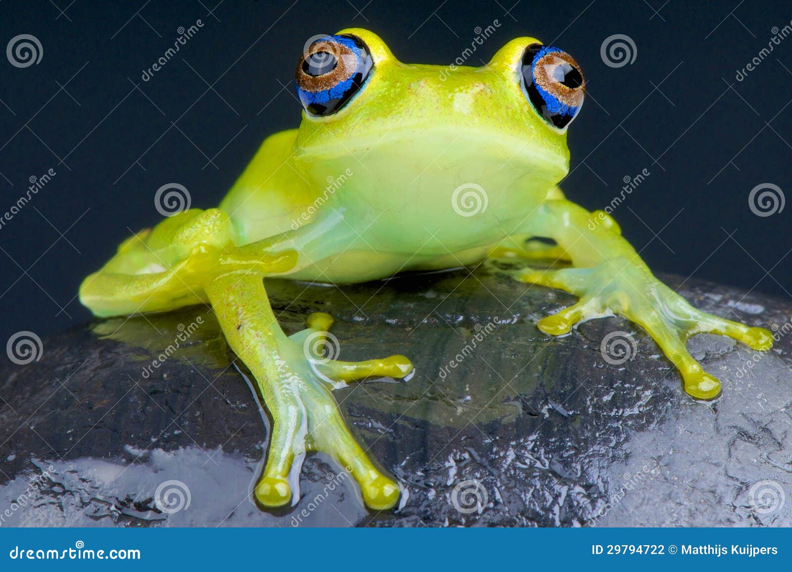 Blue-eyed Tree Frog / Boophis Viridis Stock Photo - Image of wildlife ...