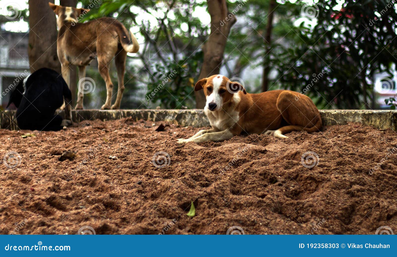 Eyes Of Stray Dog In Night Time, They Are Waiting Food Royalty-Free ...