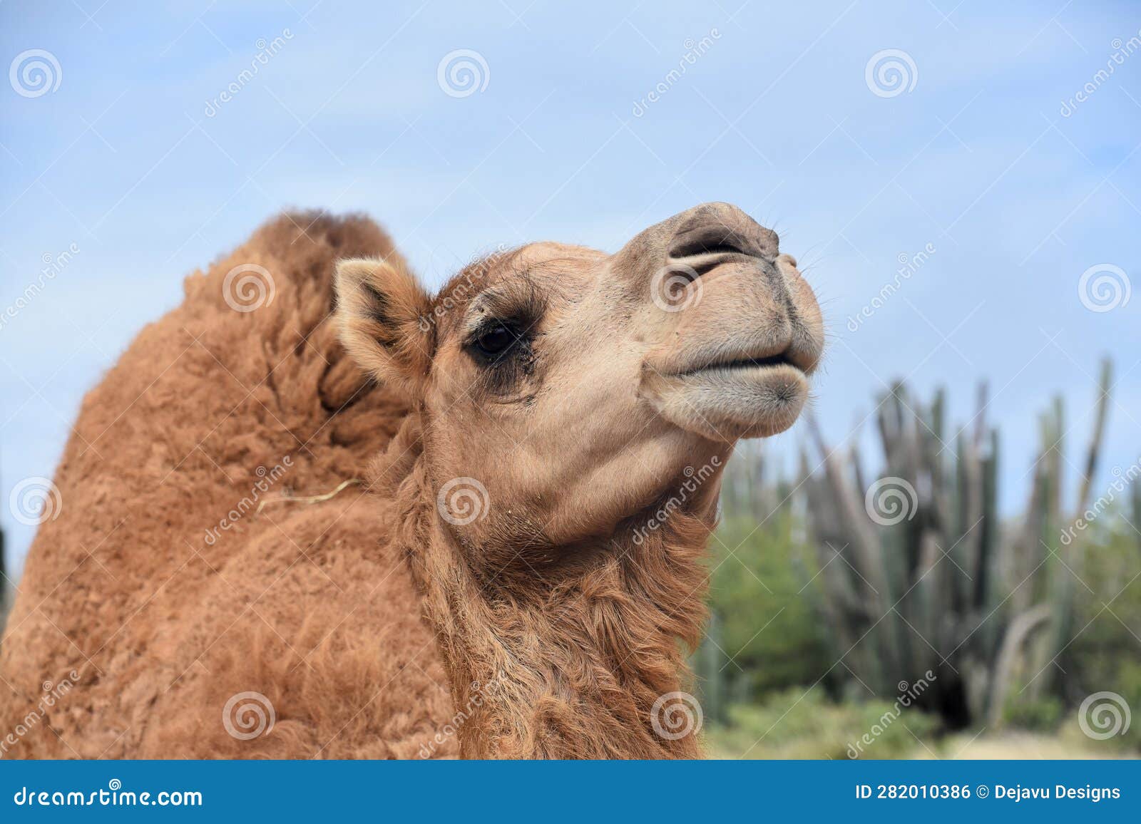 Look into the Face of a Dromedary Camel Stock Photo - Image of arabian ...