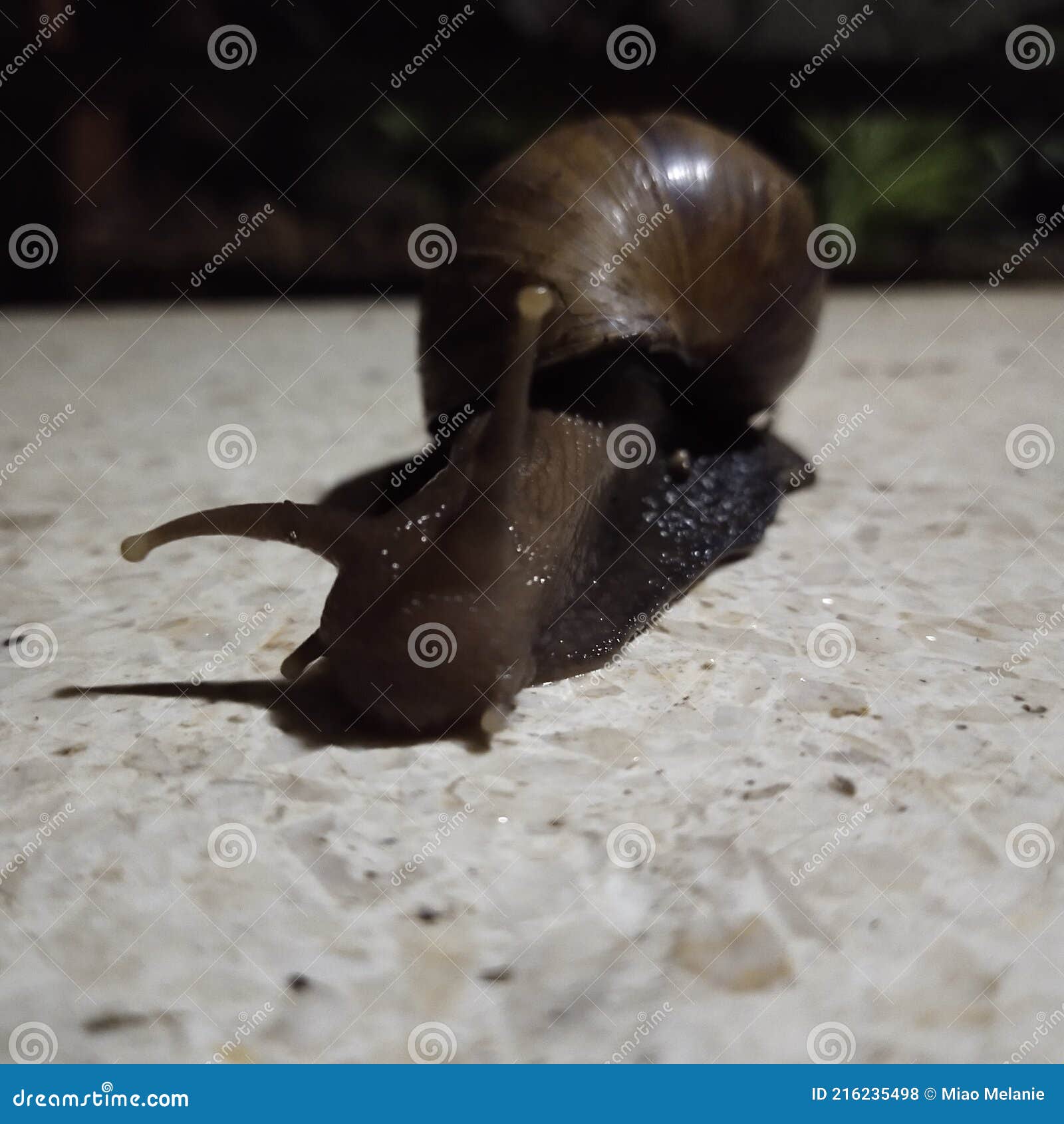 Look at that Cute Snail Face, Beautiful Stock Photo - Image of snail ...