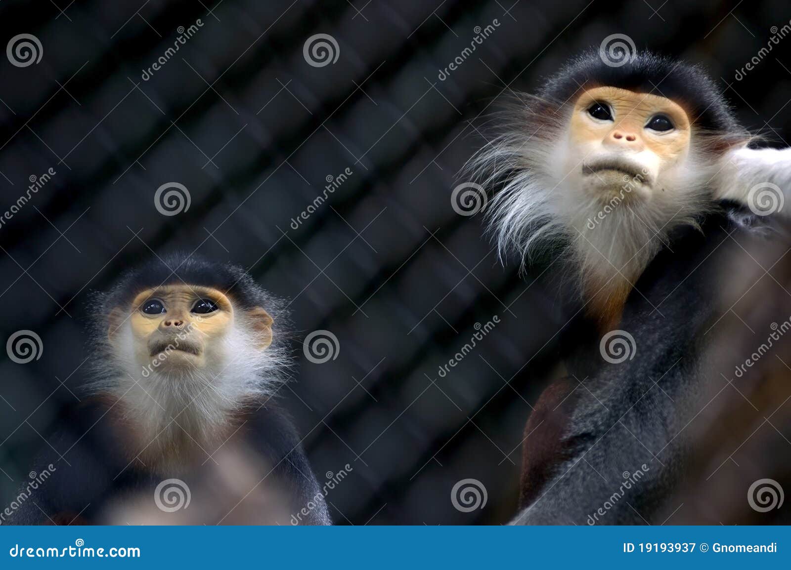 Look for freedom stock image. Image of monkey, imprison - 19193937
