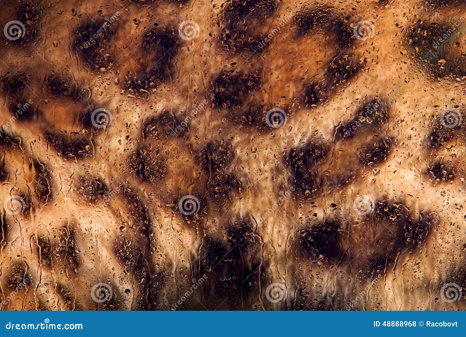 644 Leopard Glass Stock Photos - Free & Royalty-Free Stock Photos from ...