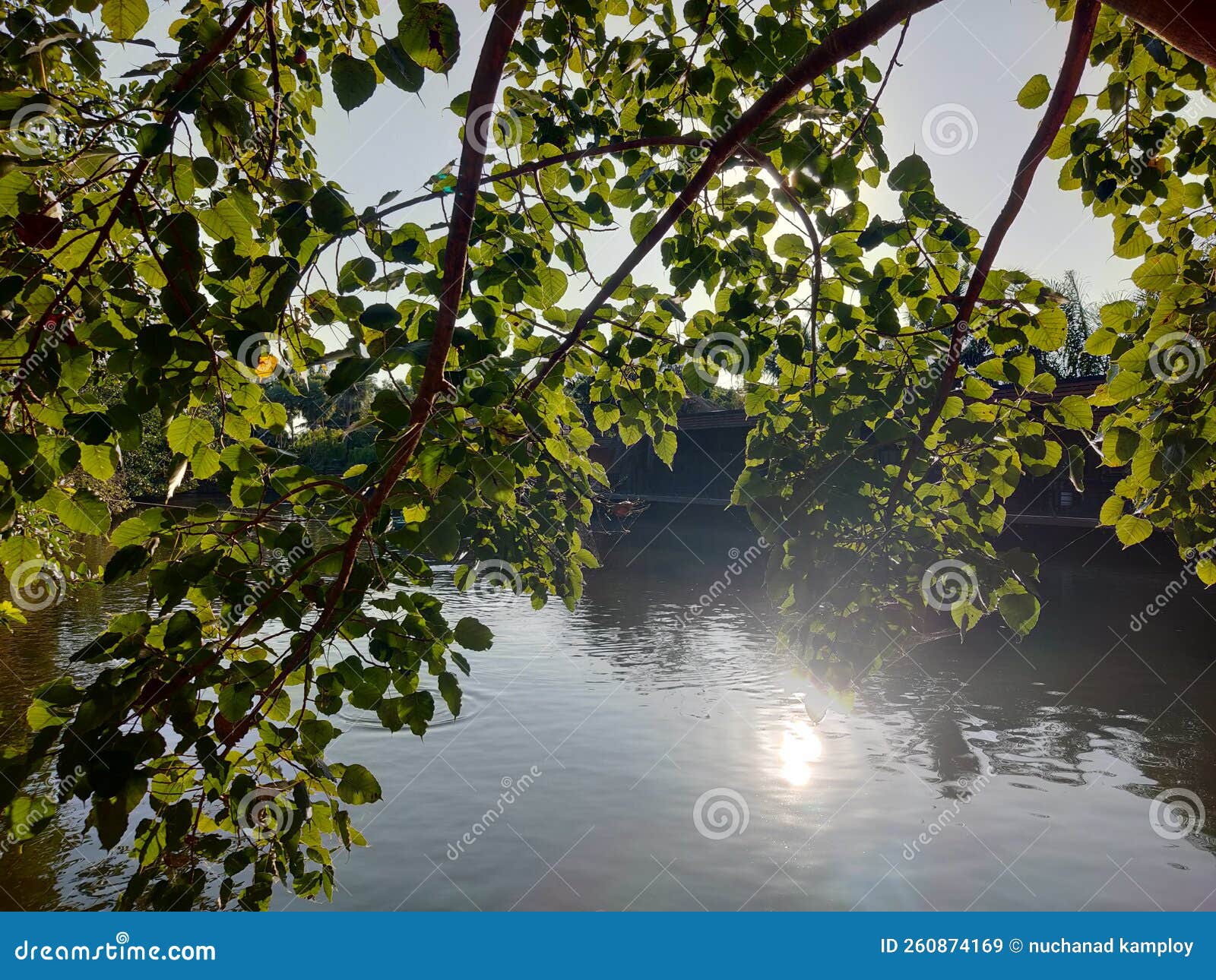 Look at the Green Leaves Tree and the Reflection Shadow of the White ...