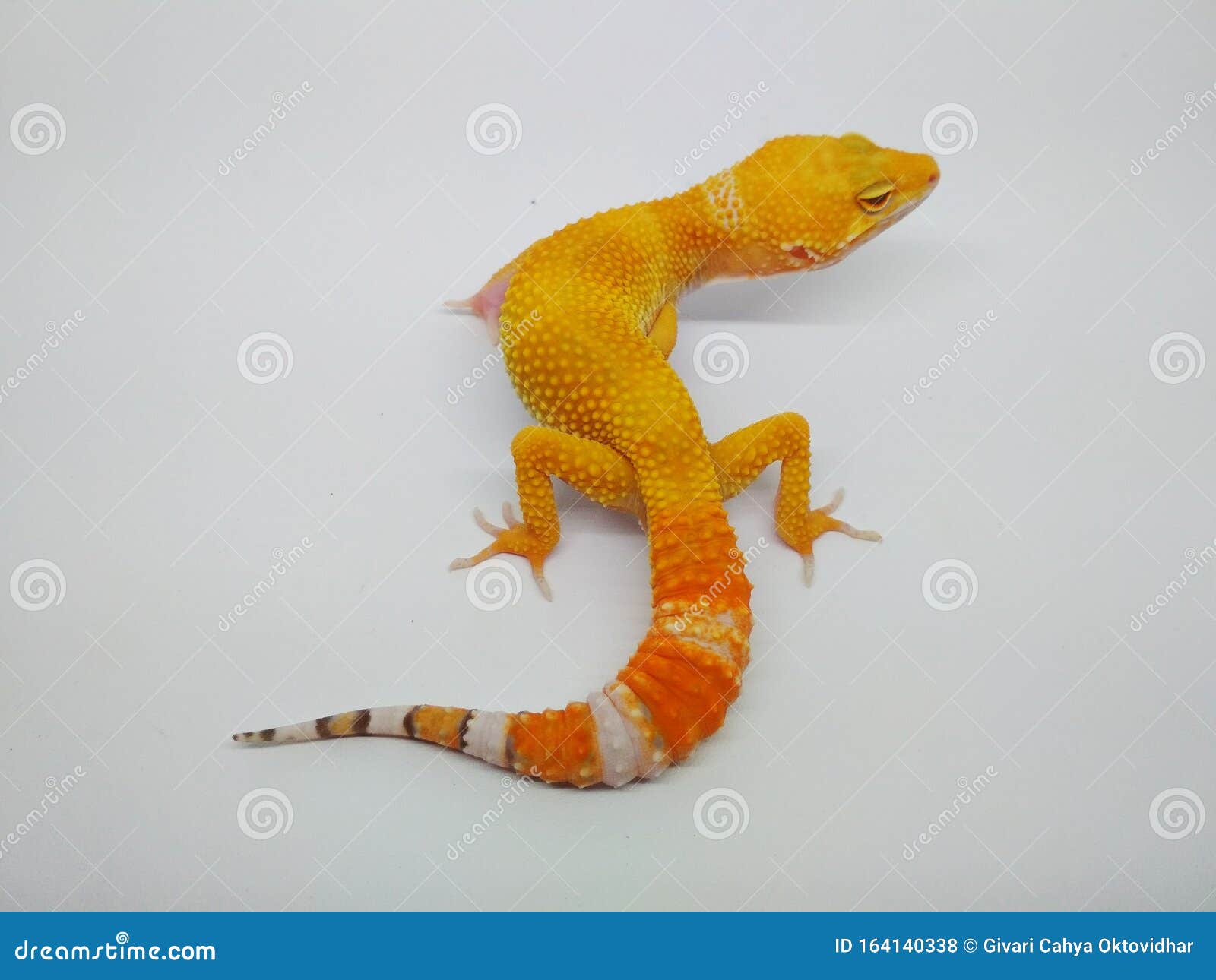 Look Handsome Sunglow Gecko Stock Photo - Image of reptile, lizard ...