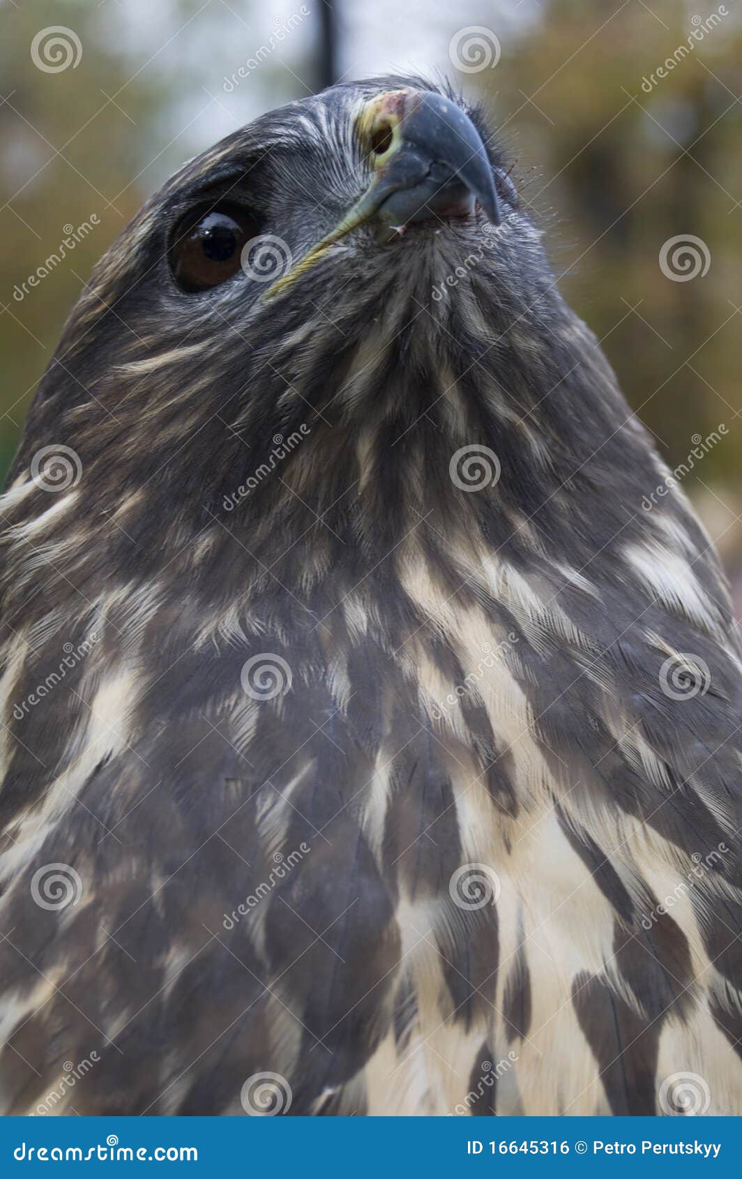 Look of hawk stock photo. Image of single, nature, hawk - 16645316