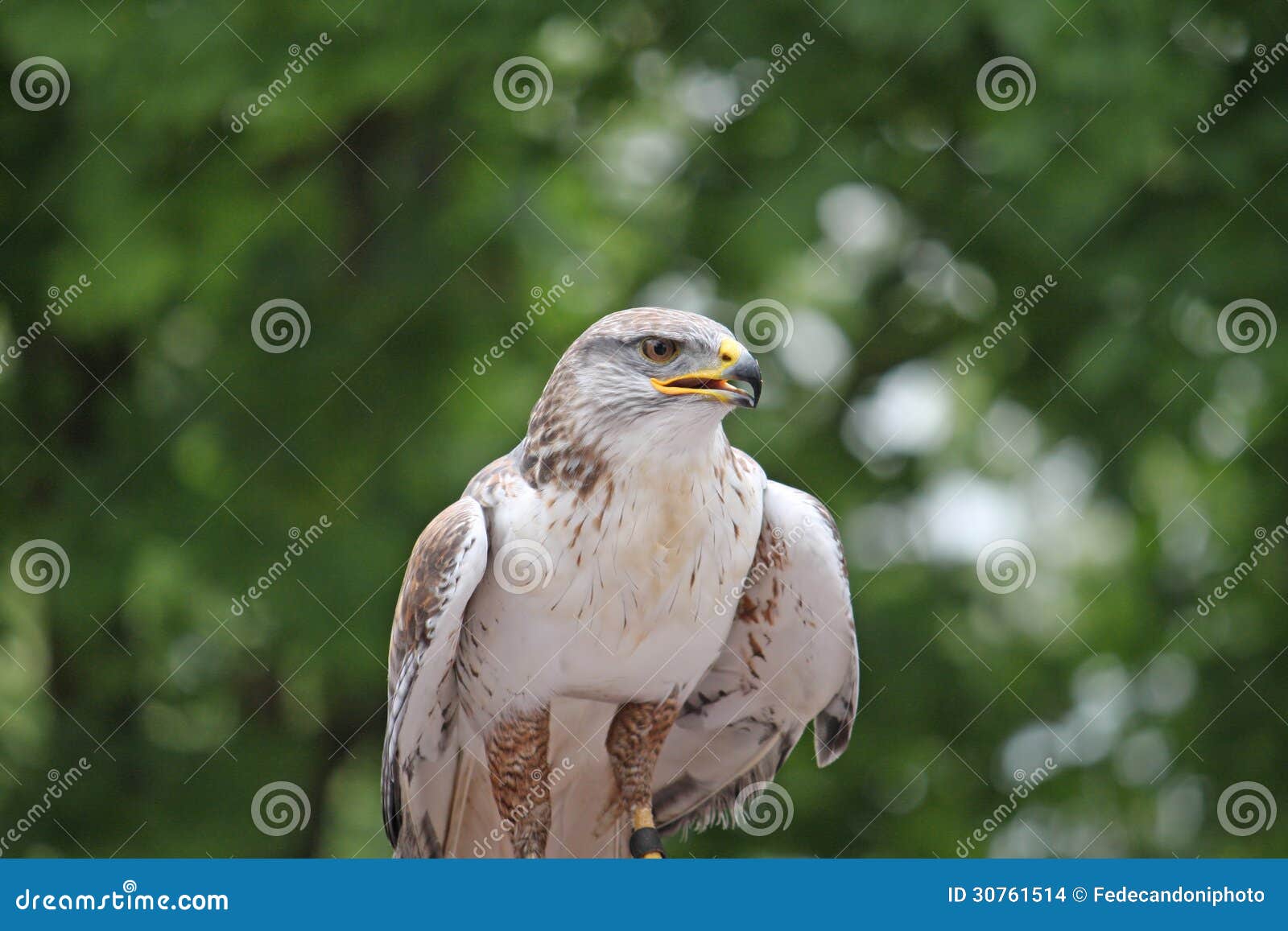 Look of a Hawk Looking for a Possible Prey Stock Photo - Image of ...