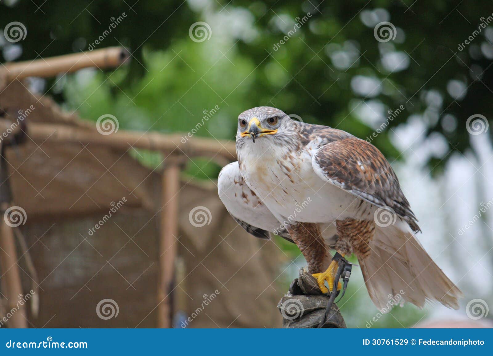 Look of a Hawk Looking for a Possible Prey Stock Image - Image of ...
