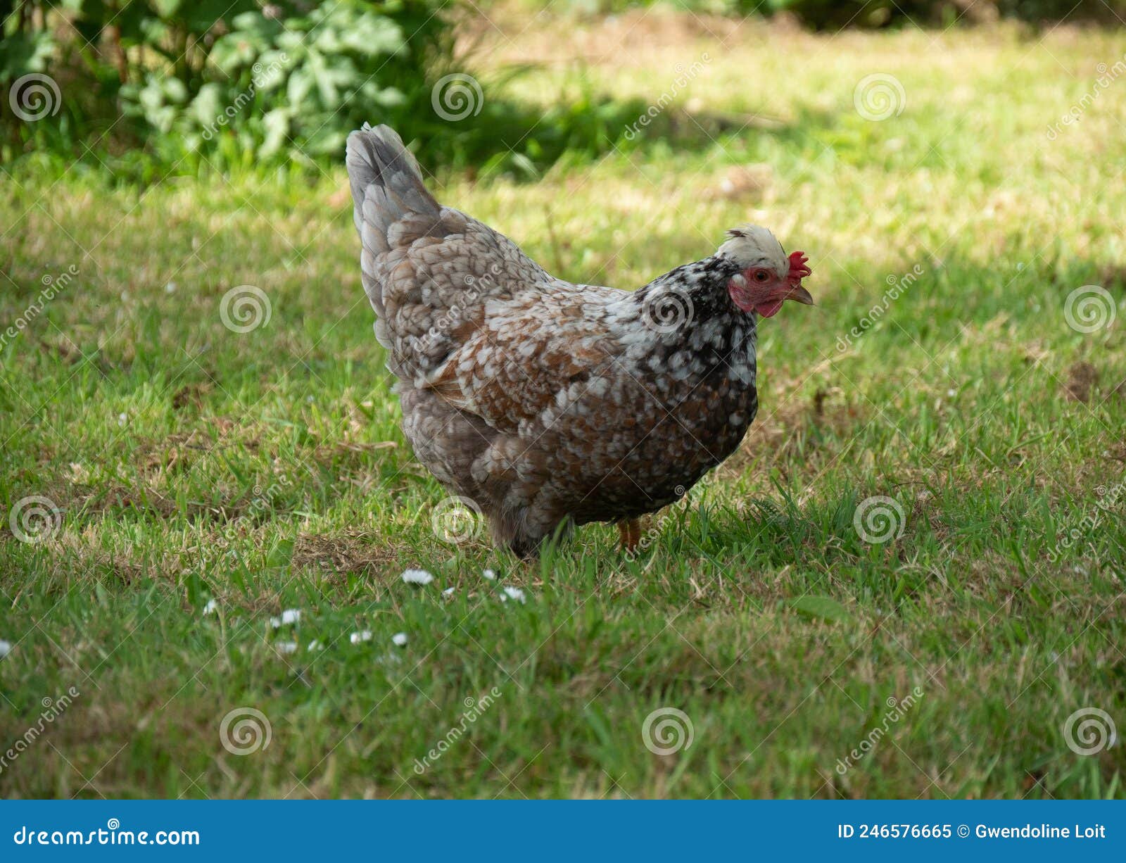 The look of the hen. stock image. Image of wildlife - 246576665