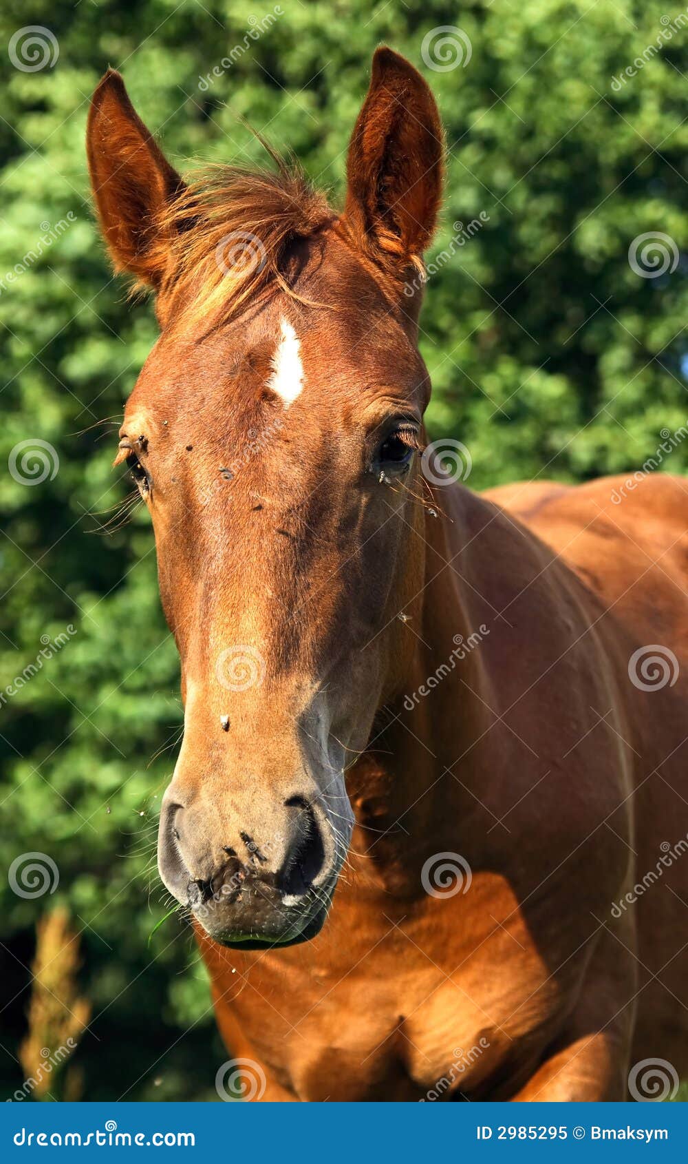 Look of the horse stock image. Image of active, faithful - 2985295