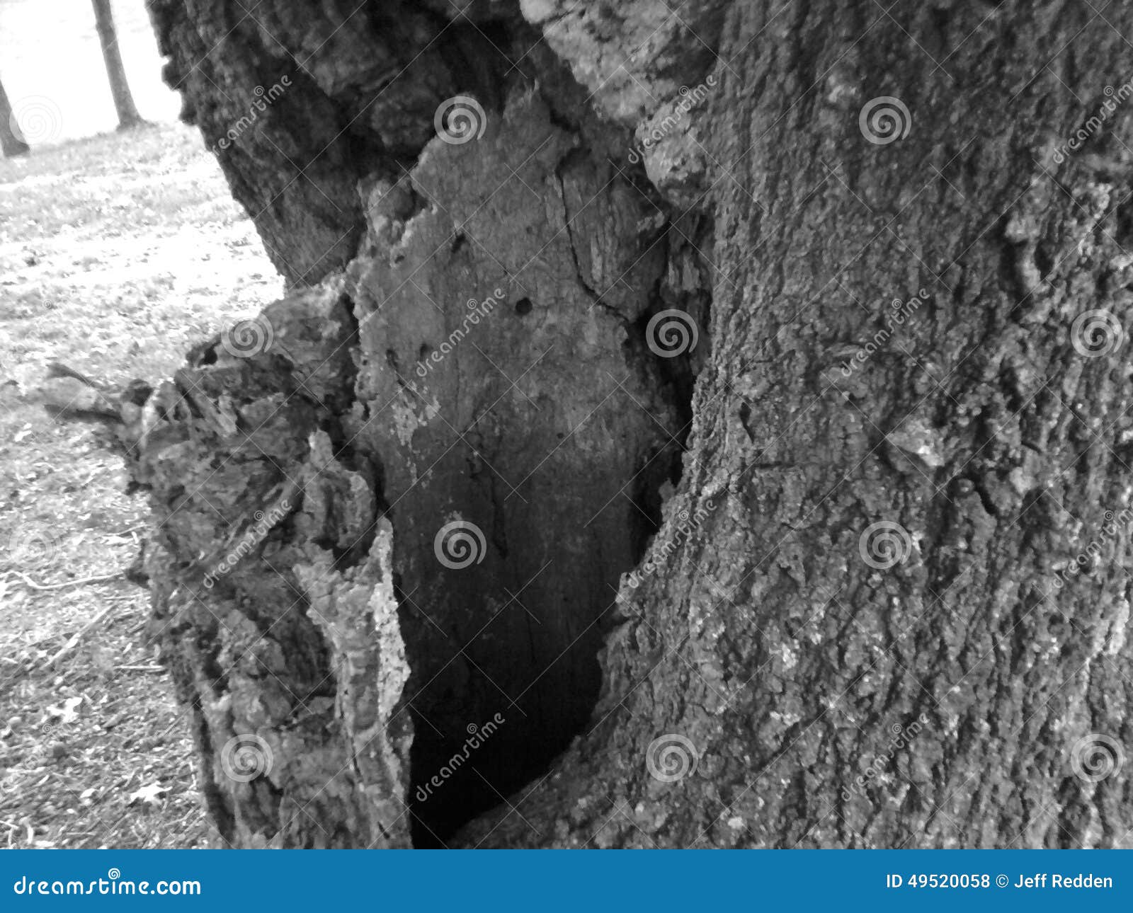 A look inside stock photo. Image of look, tree, hole - 49520058