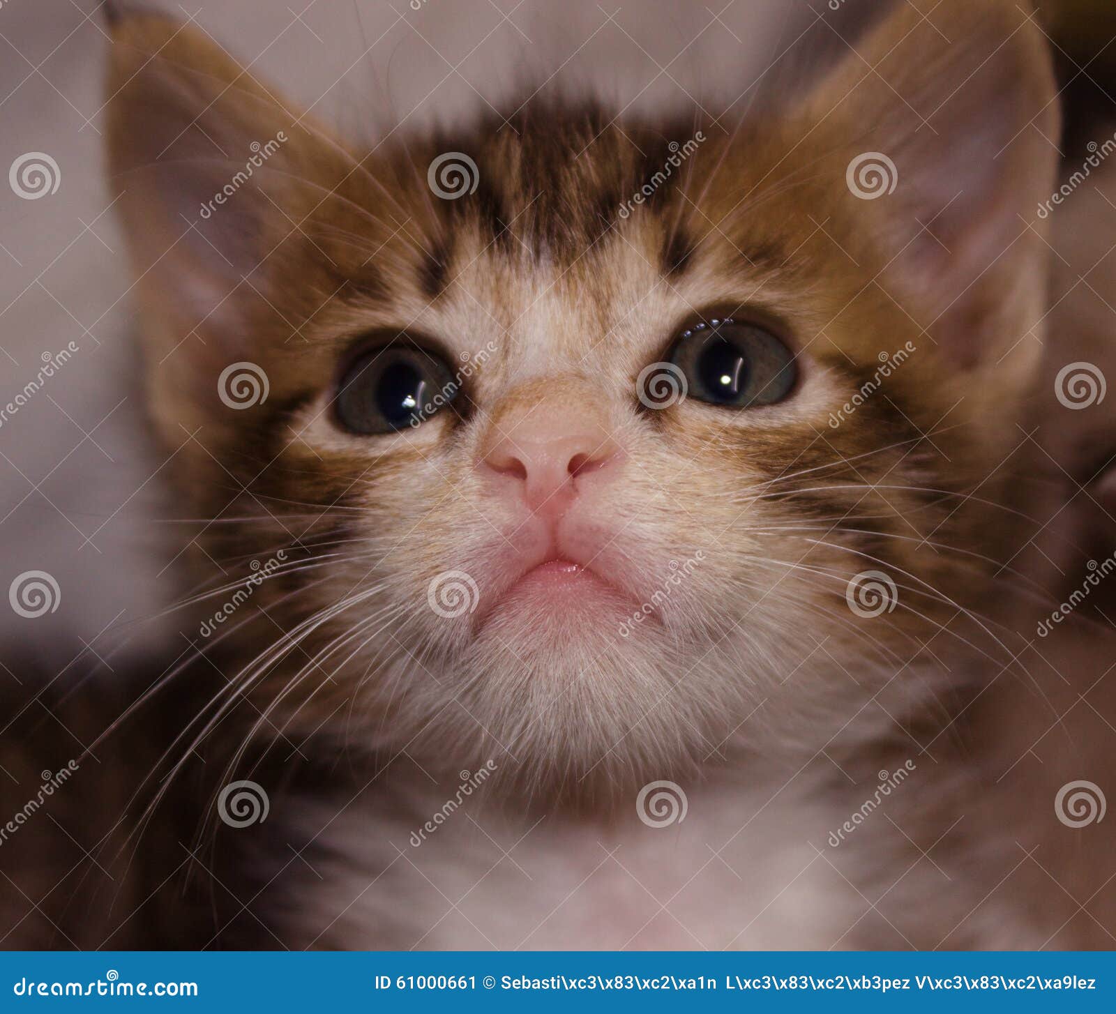 Look of kitty cat stock image. Image of cute, nose, kitty - 61000661