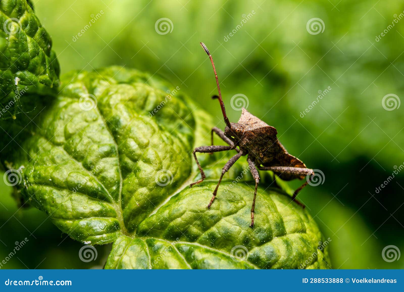 A look at a leather bug stock photo. Image of bailiff - 288533888