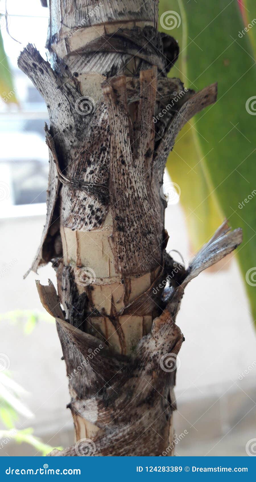 Tree Steam stock image. Image of lookbeautiful, tree - 124283389