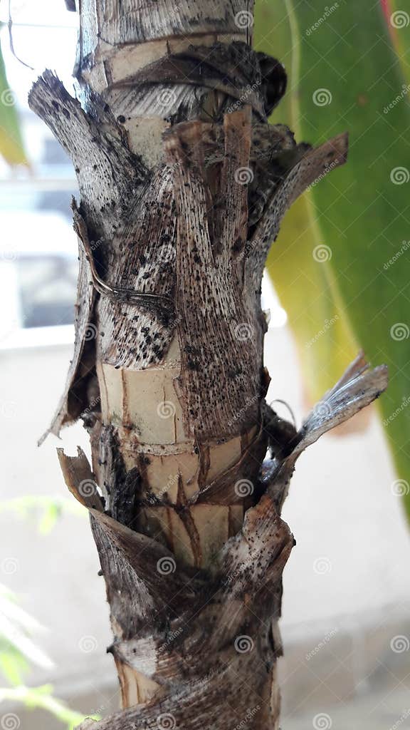 Tree Steam stock image. Image of lookbeautiful, tree - 124283389