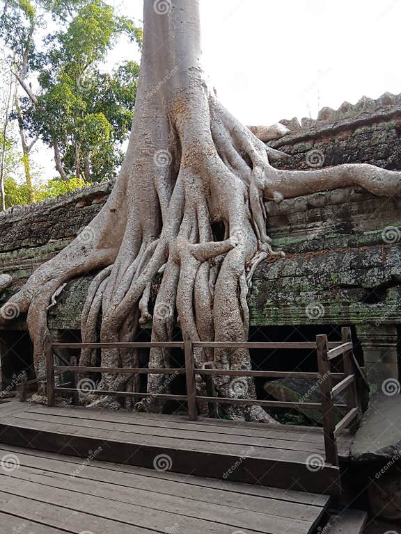 Look Like Big Snake but it& X27;s the Root of Tree. Stock Photo - Image ...