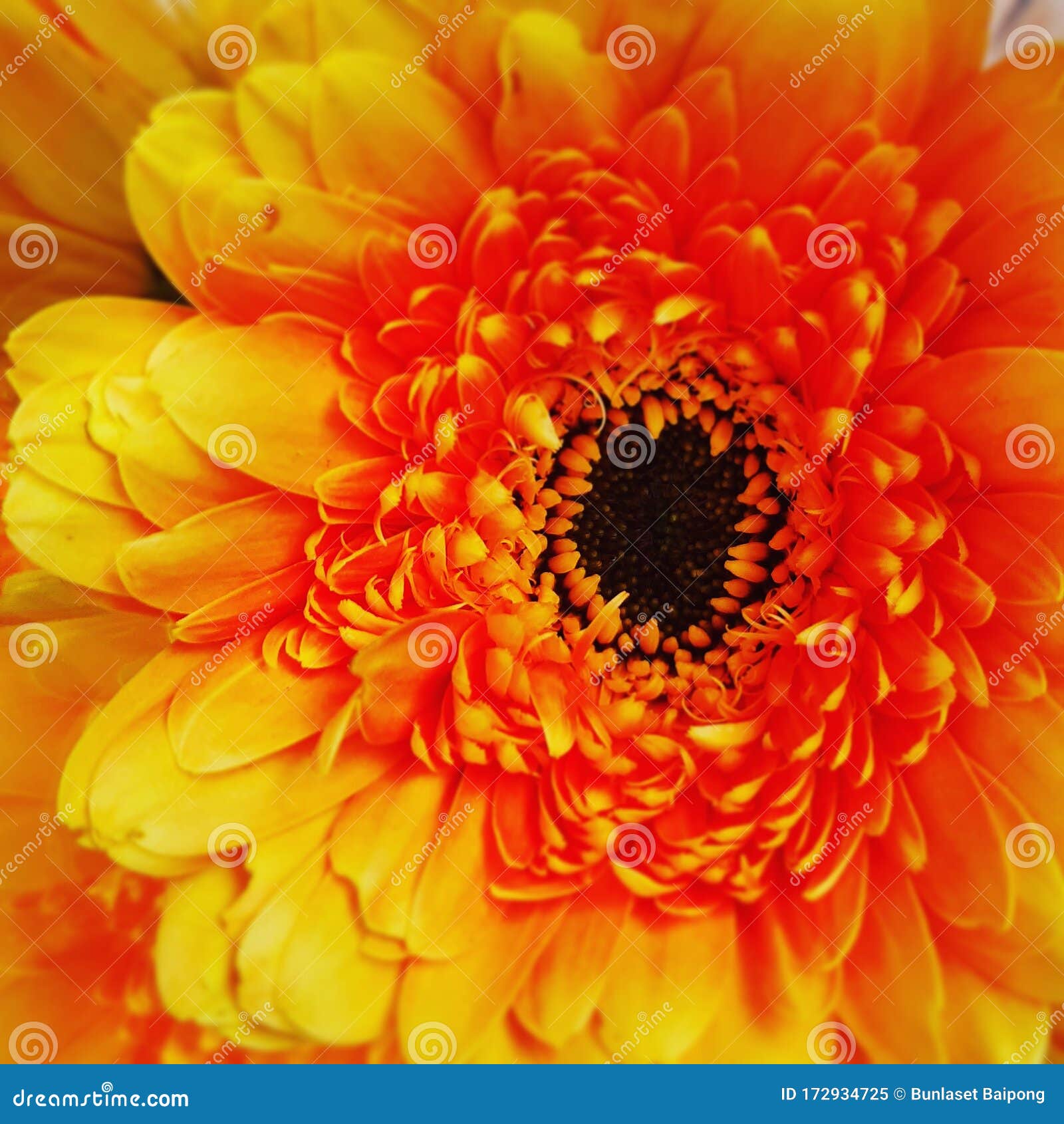 Look like Fire flower stock image. Image of flower, fire - 172934725