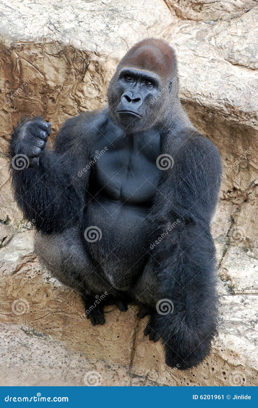 The Look of a Male Silverback Stock Image - Image of family, dominant ...
