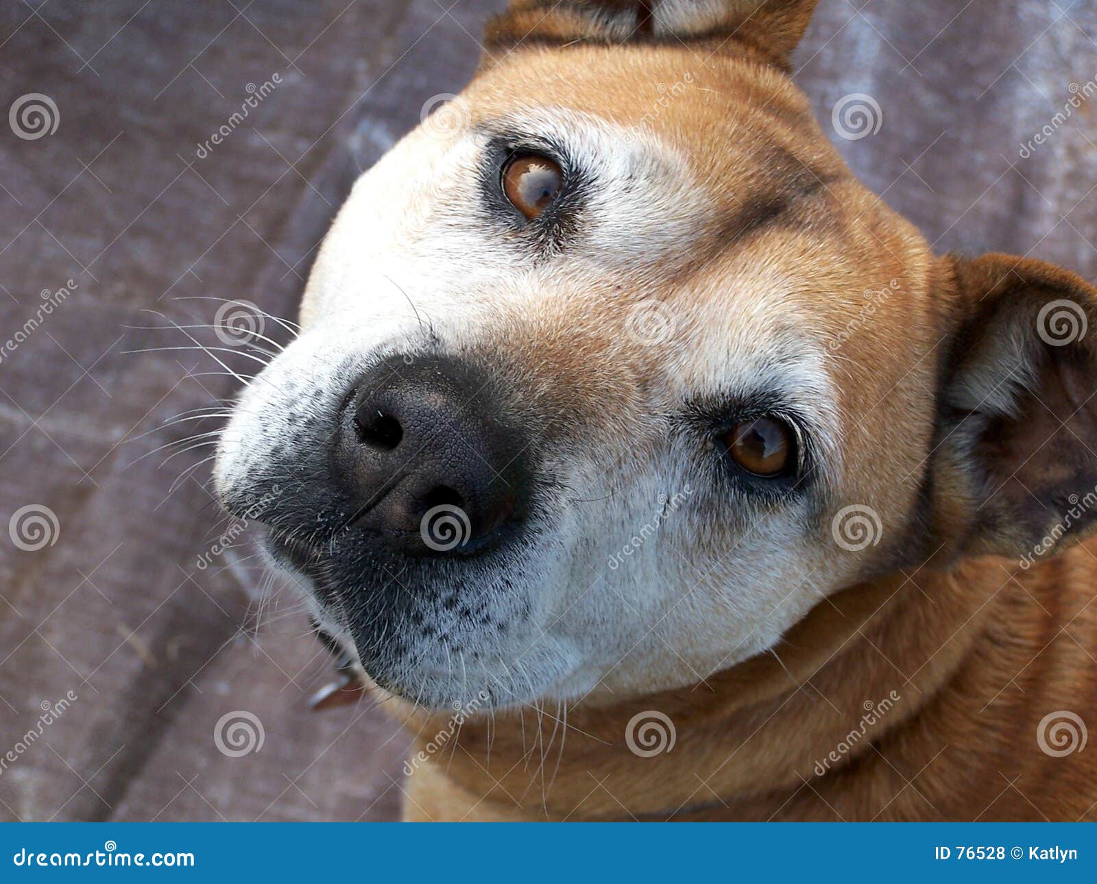 Look at Me stock photo. Image of face, ears, breed, loving - 76528