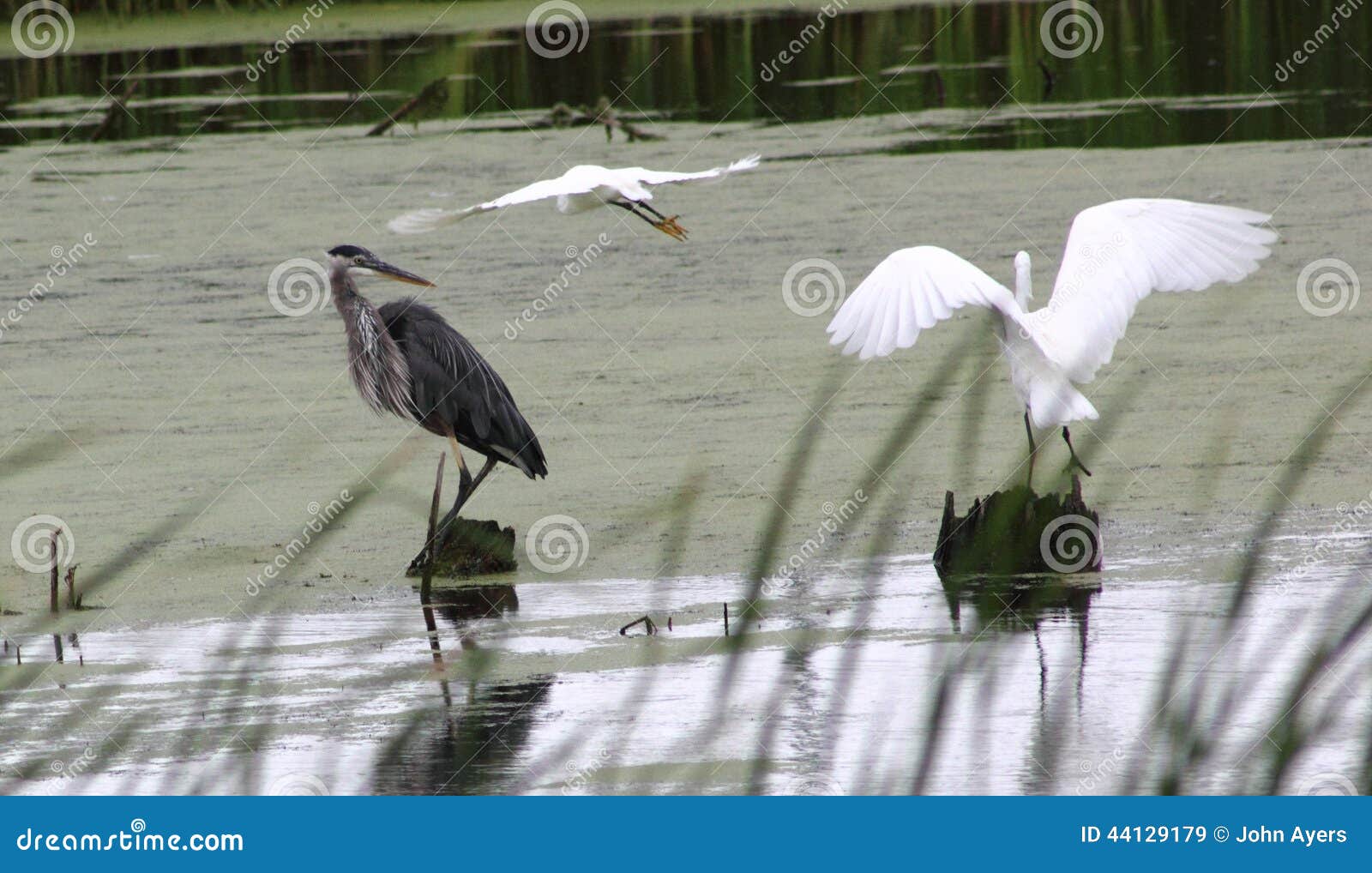 Birds Competing for Stump Space Stock Image - Image of pond, amusing ...