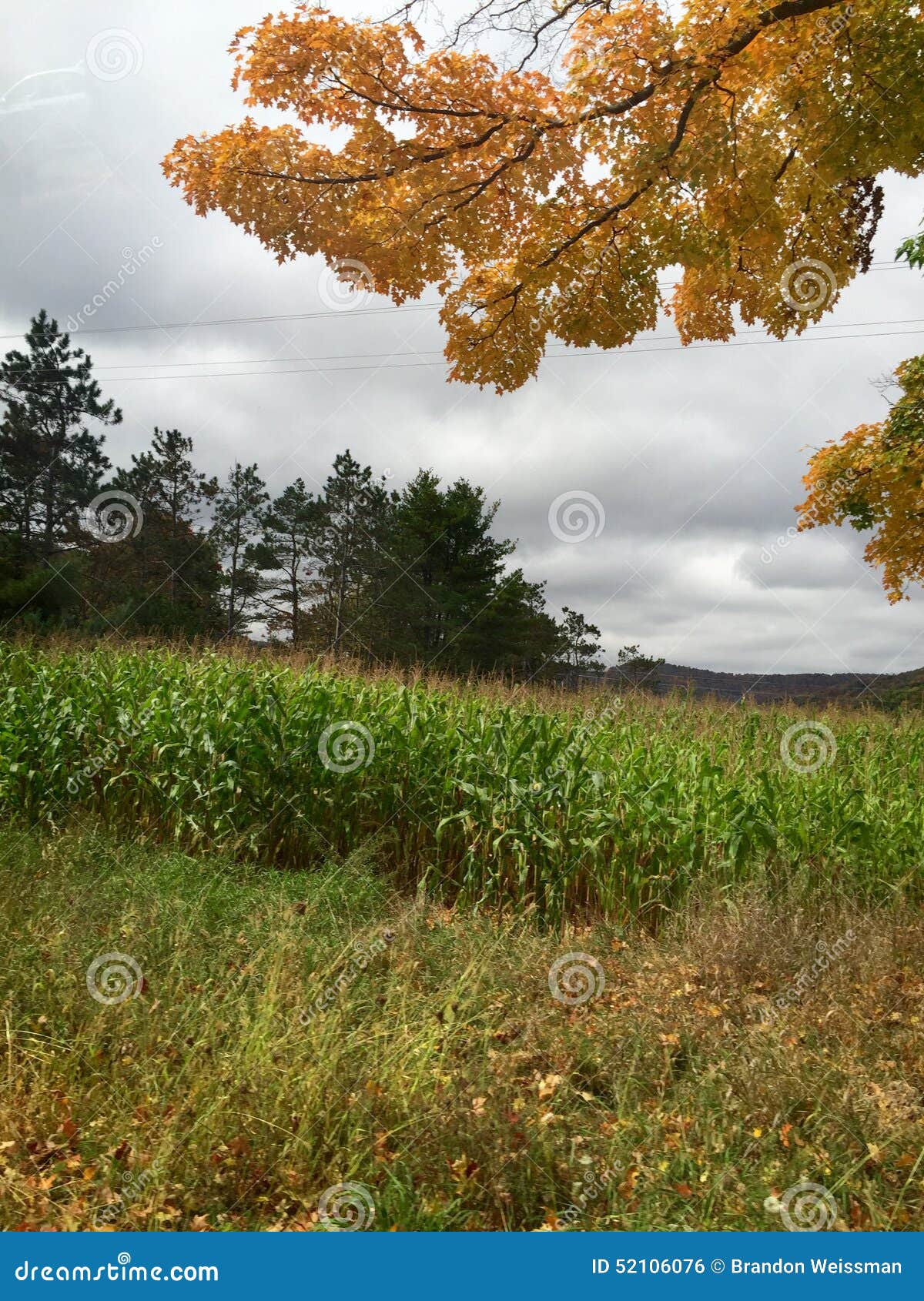 A look into nature stock photo. Image of look, feild - 52106076