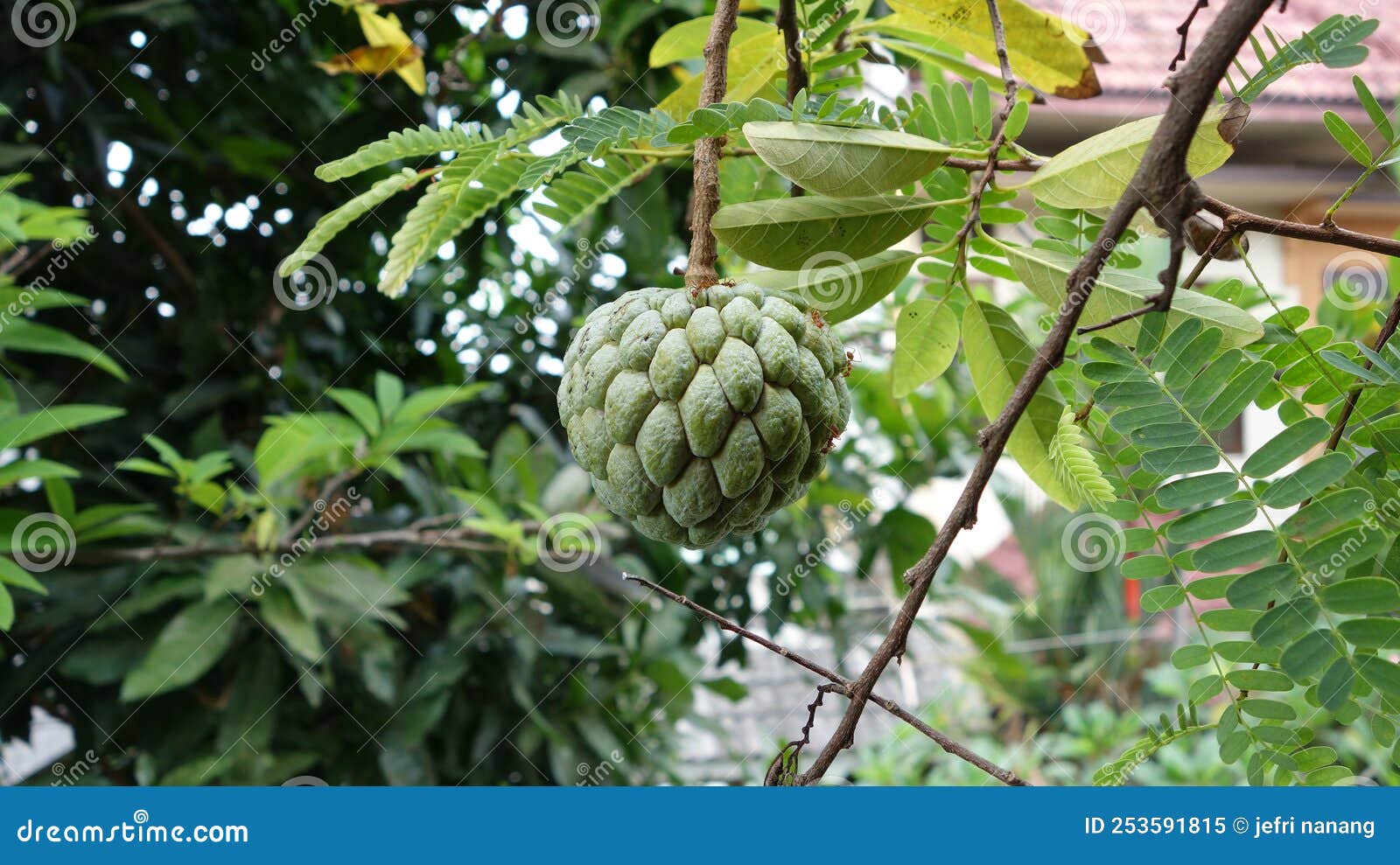 Look Nice of Fruit with Green Color Stock Image - Image of produce ...