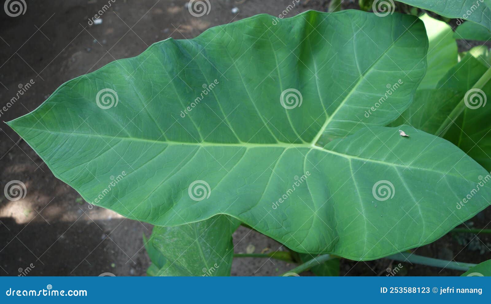 Look Nice of Leaf with Green Color Stock Image - Image of petal, maple ...