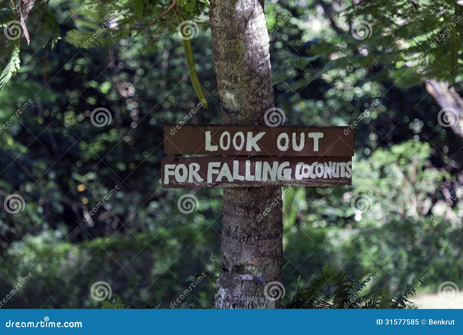 Look Out for Falling Coconuts Stock Image - Image of carfullness ...