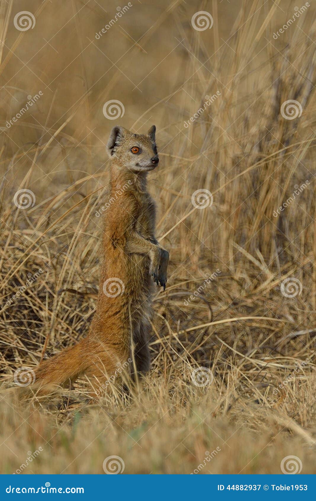 On the look out stock image. Image of nature, black, wildlife - 44882937