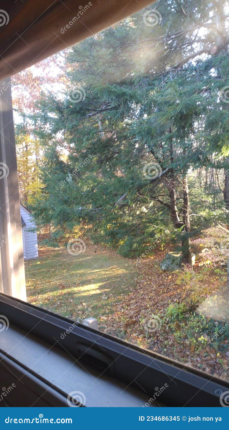 Look out my window stock image. Image of jungle, nature - 234686345