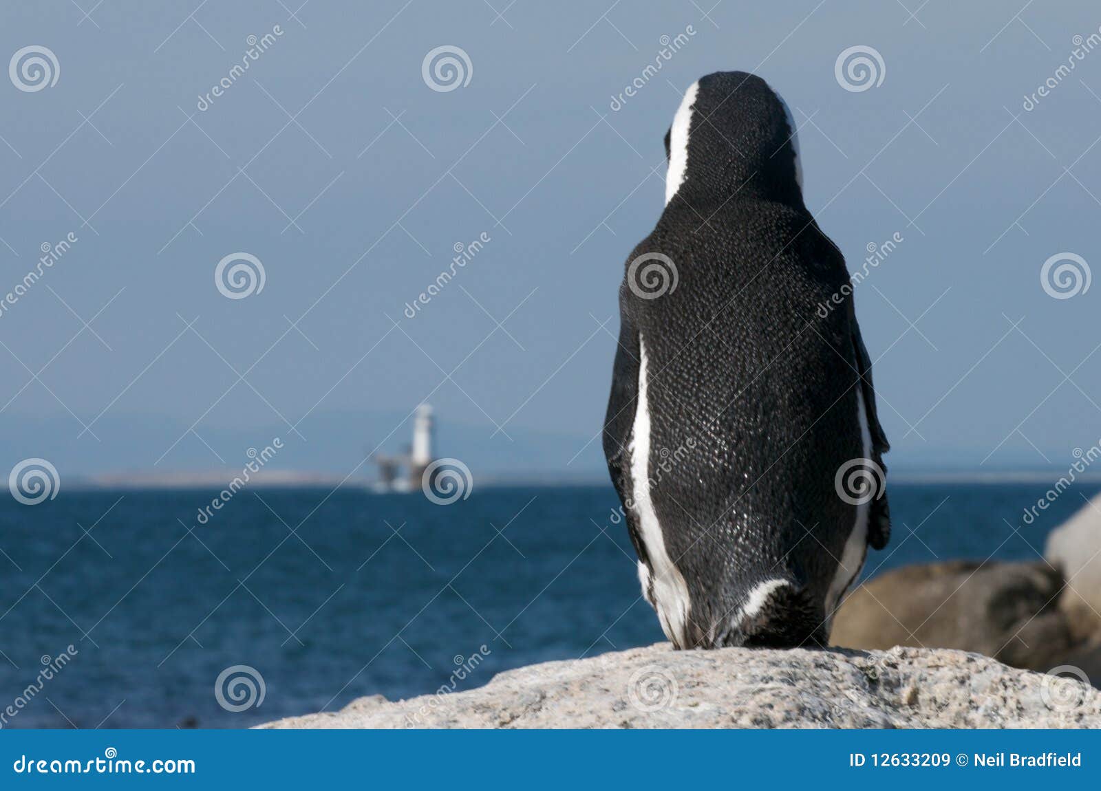 Look out Penguin stock image. Image of back, alone, look - 12633209