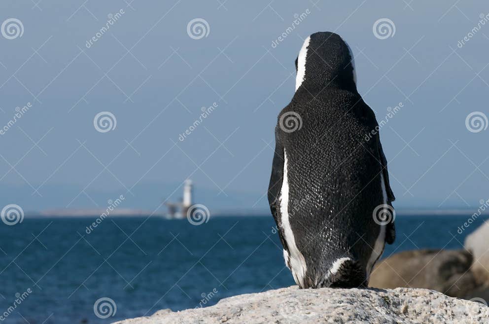 Look out Penguin stock image. Image of back, alone, look - 12633209
