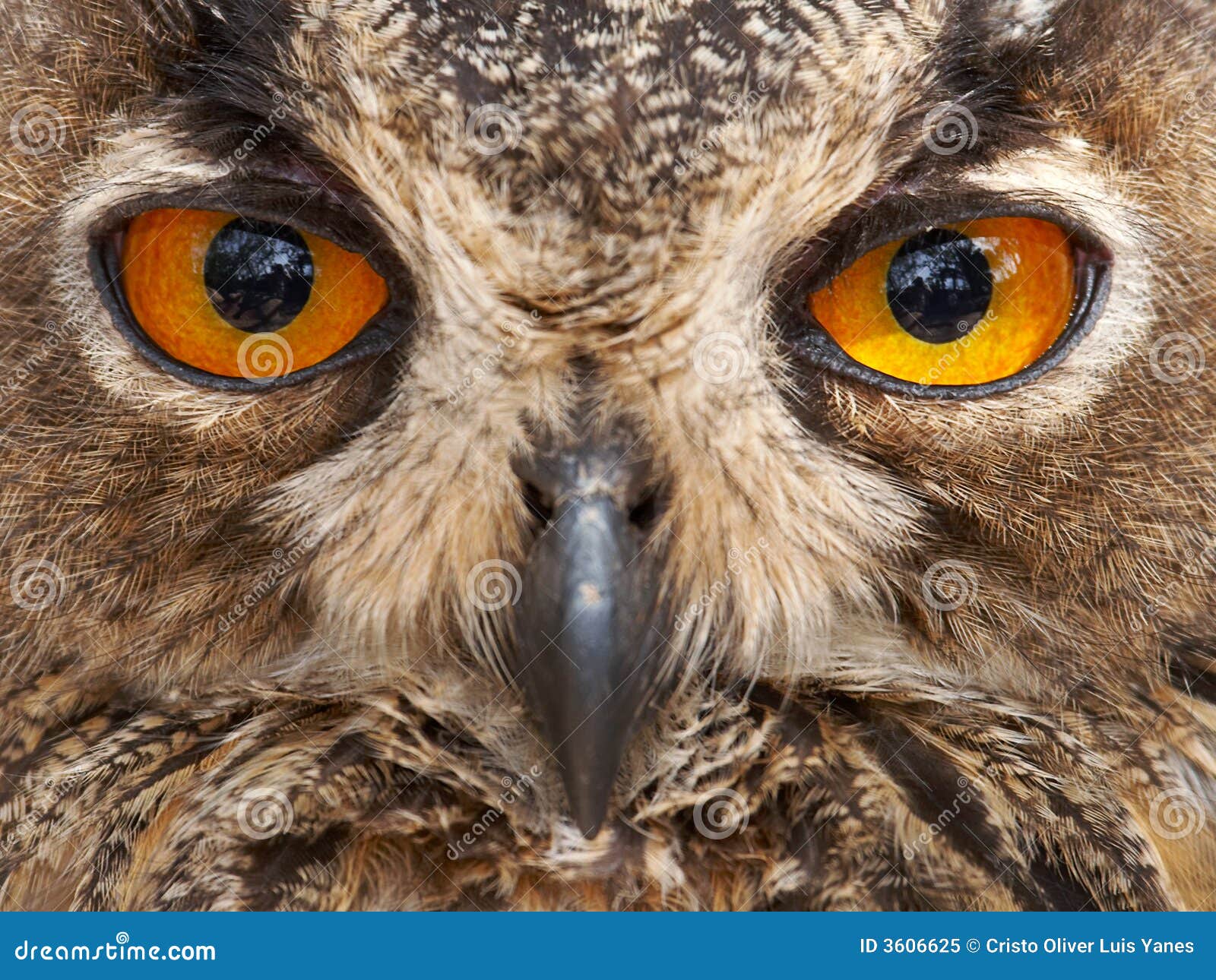 Look for owl stock image. Image of peak, hunter, rapacious - 3606625