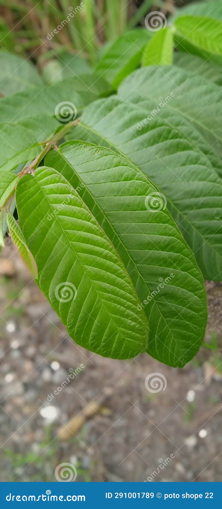 Look at the Photo of Guava Leaves Stock Image - Image of guava ...